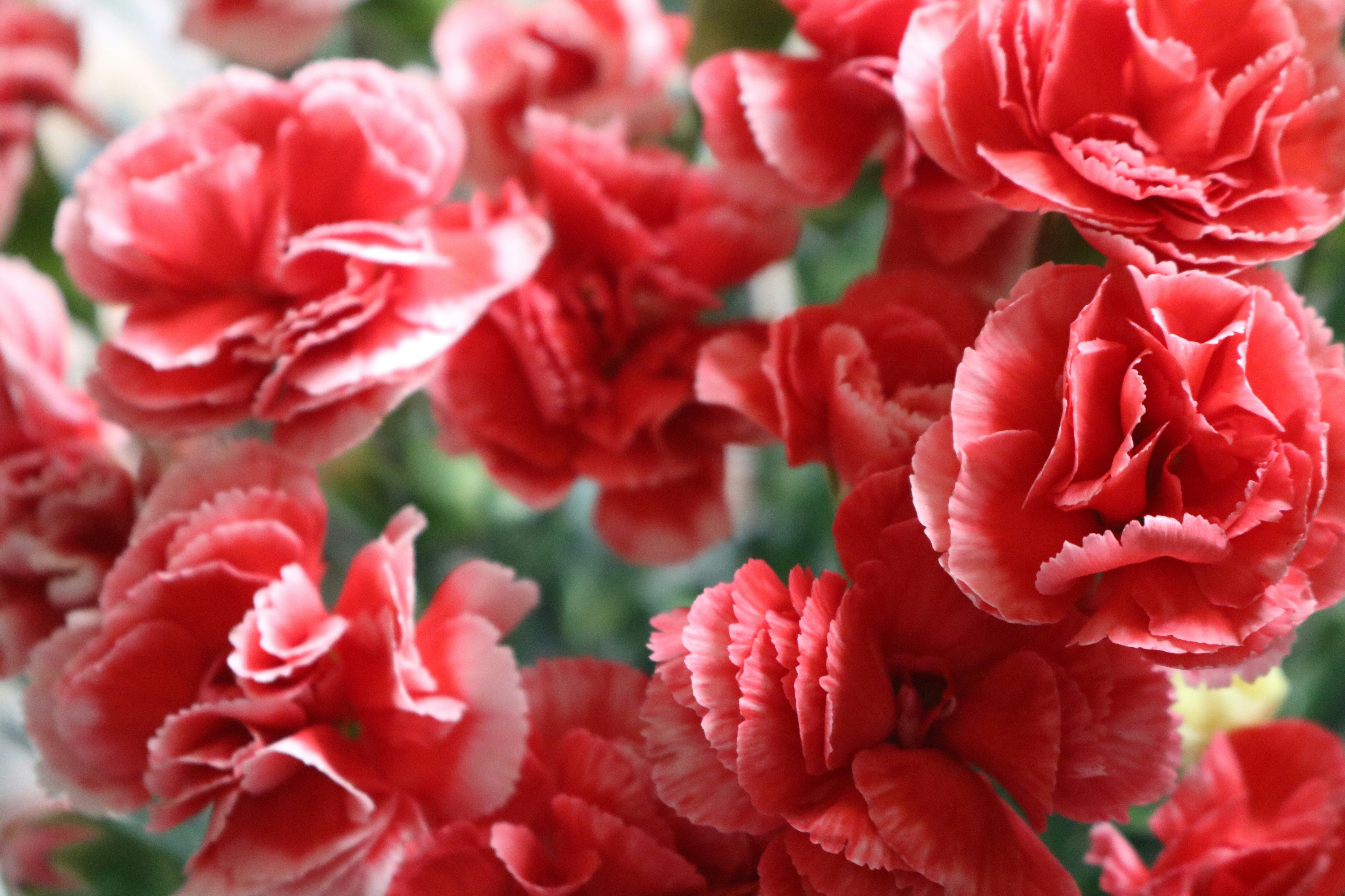 A bunch of red flowers that are in a vase photo – Free Flower Image on ...