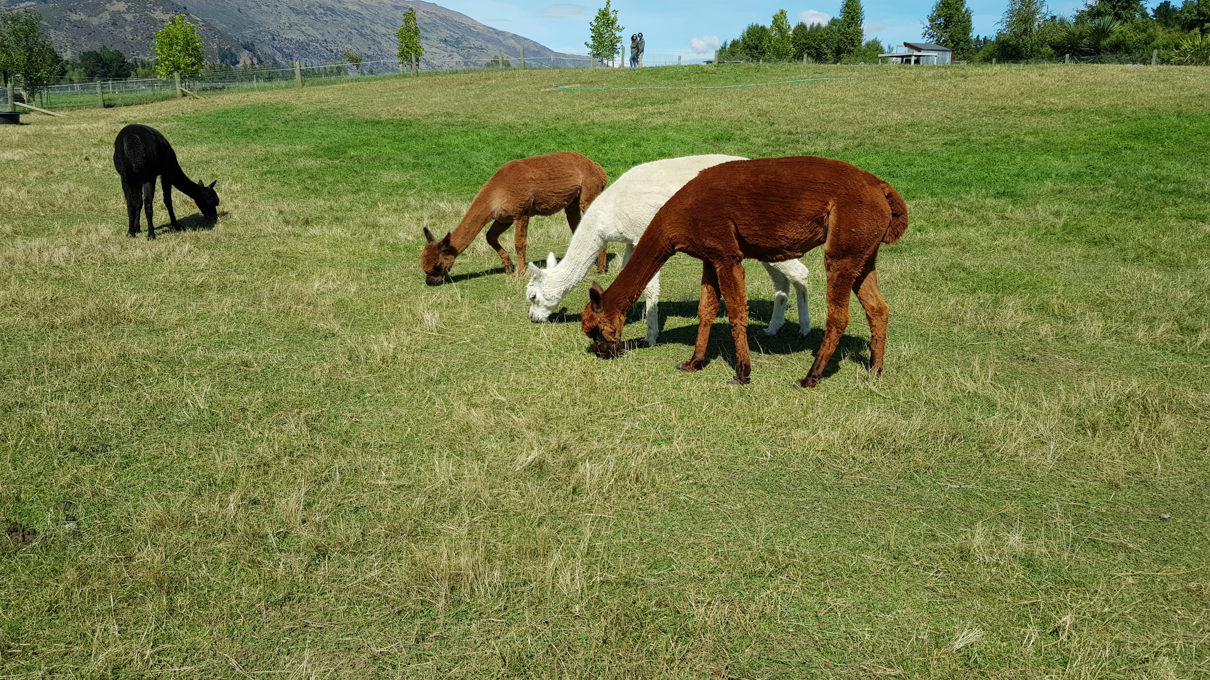 A group of horses grazing on a lush green field photo – Free Human ...
