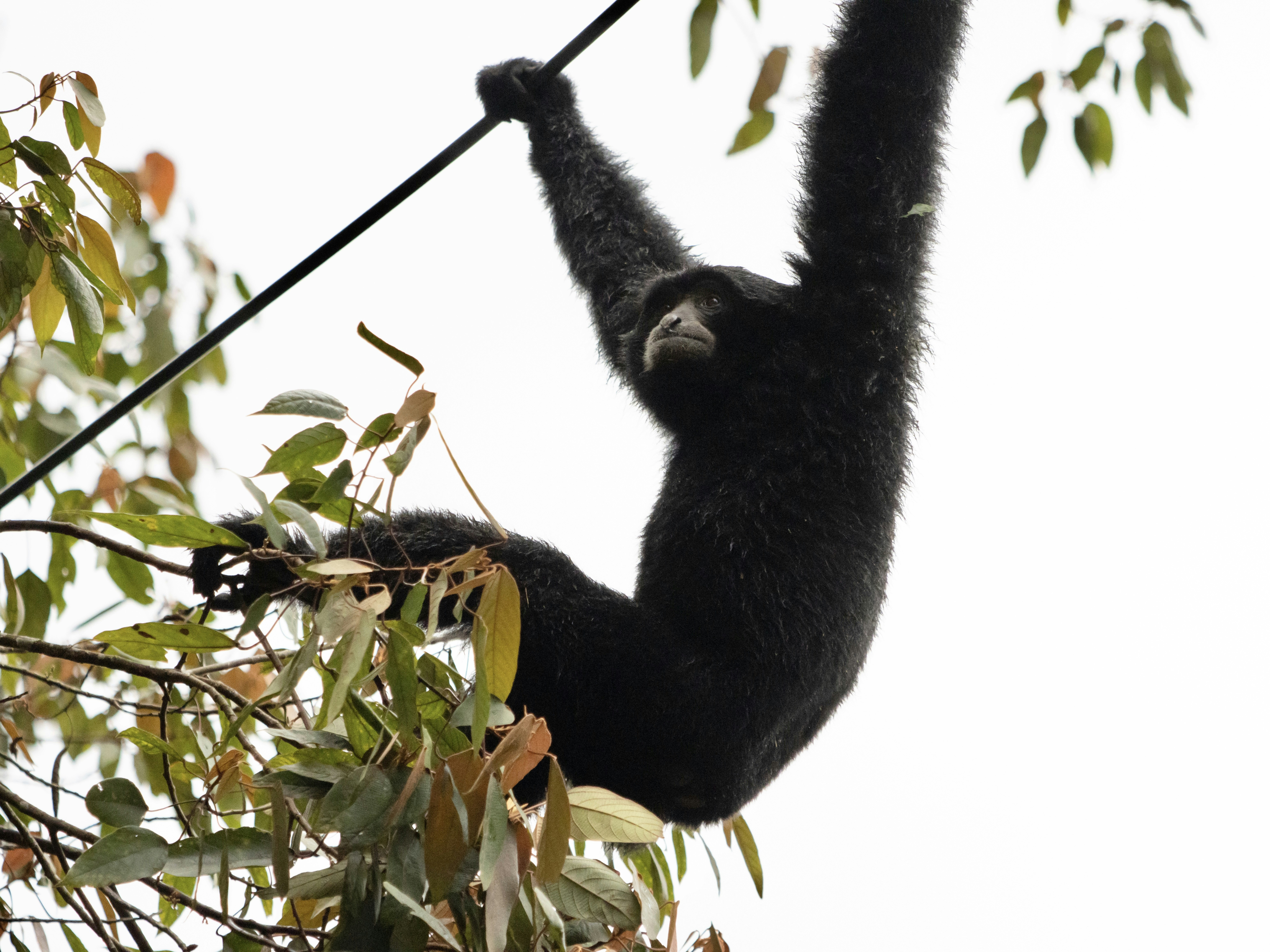 Velvet in the Canopy: A Black Ape Clings to a Vine