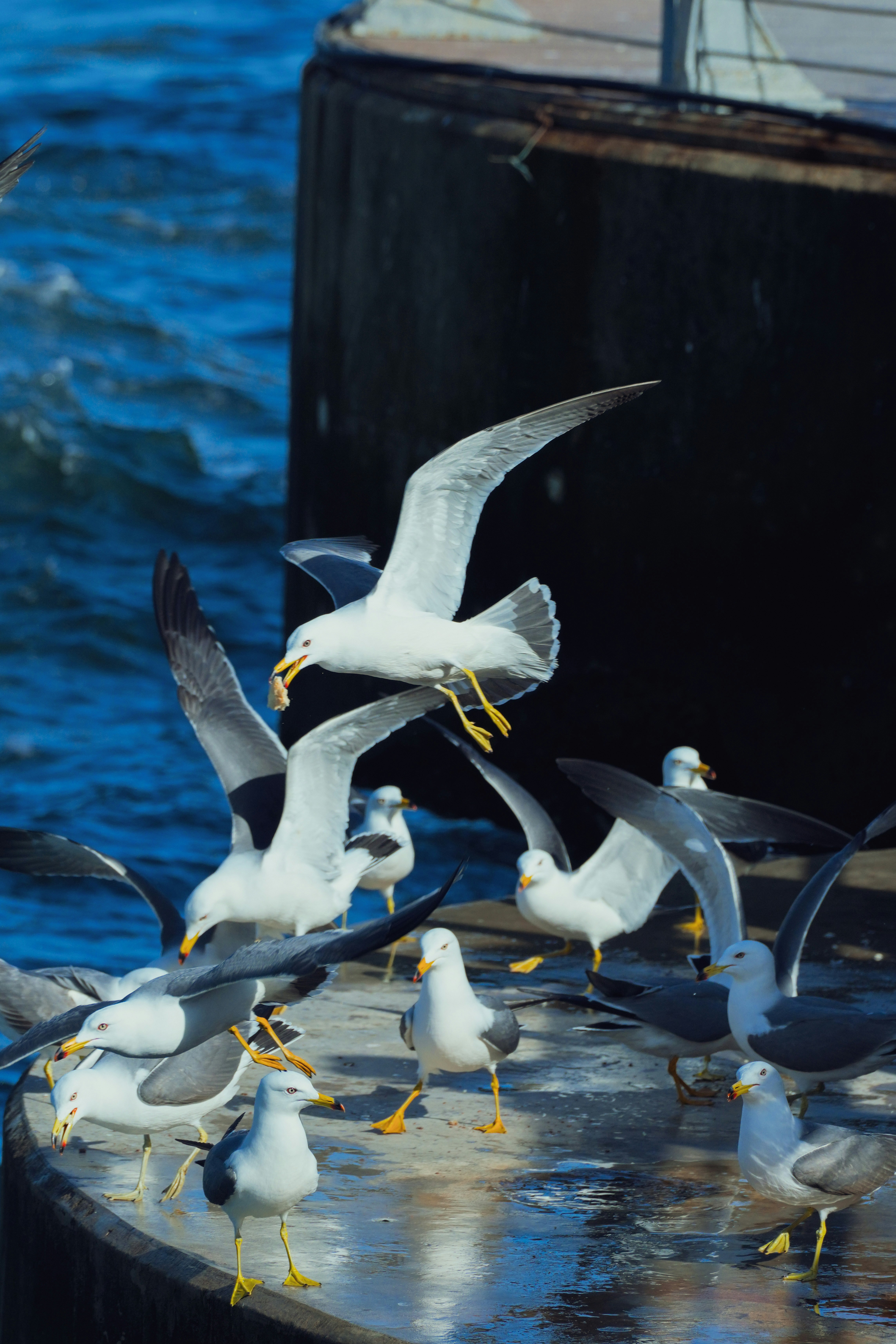 A flock of seagulls crowds the sunlit pier, with a few in mid-flight above the wet surface. The deep blue water and a dark harbor structure provide a dramatic backdrop.
