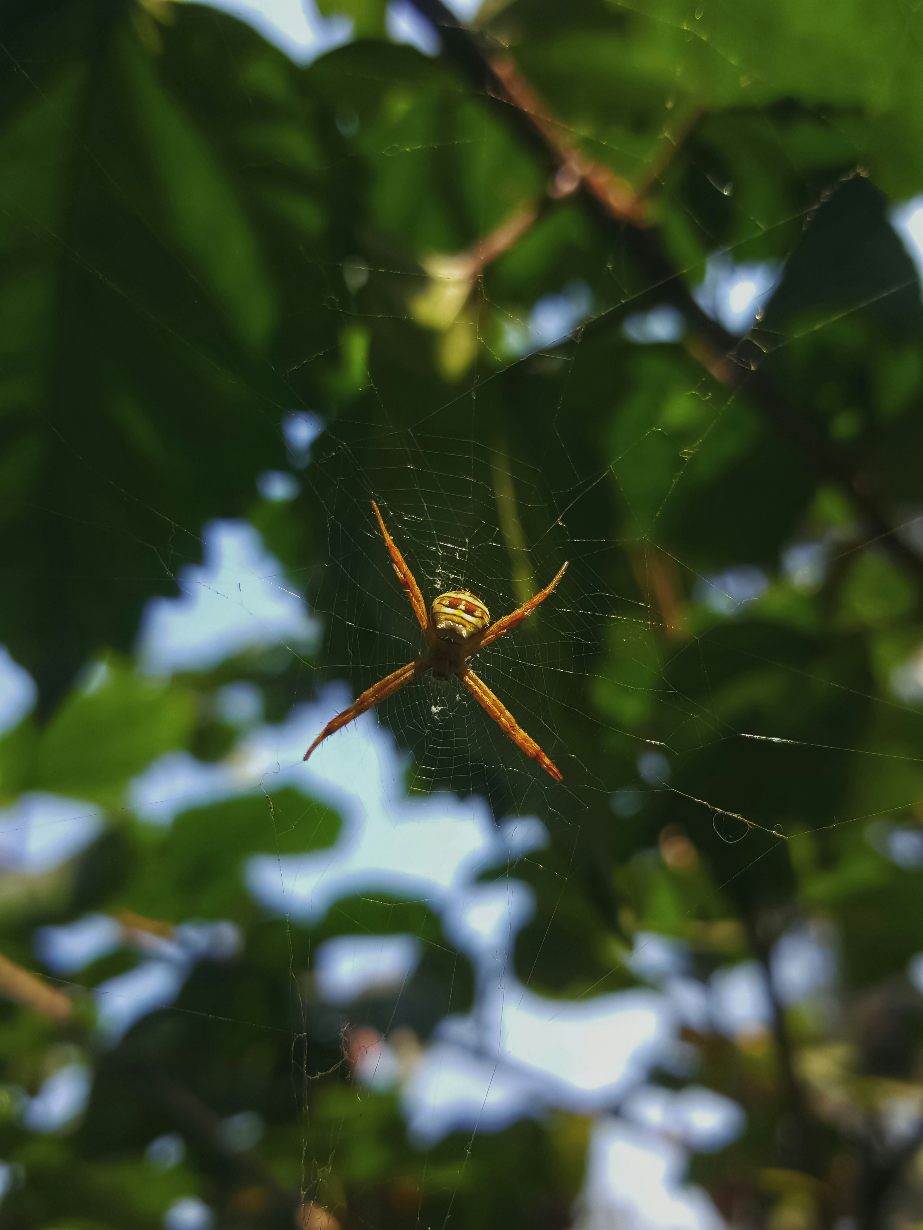 Silken Waiting: A Central Spider Spinner in a Sunlit Web