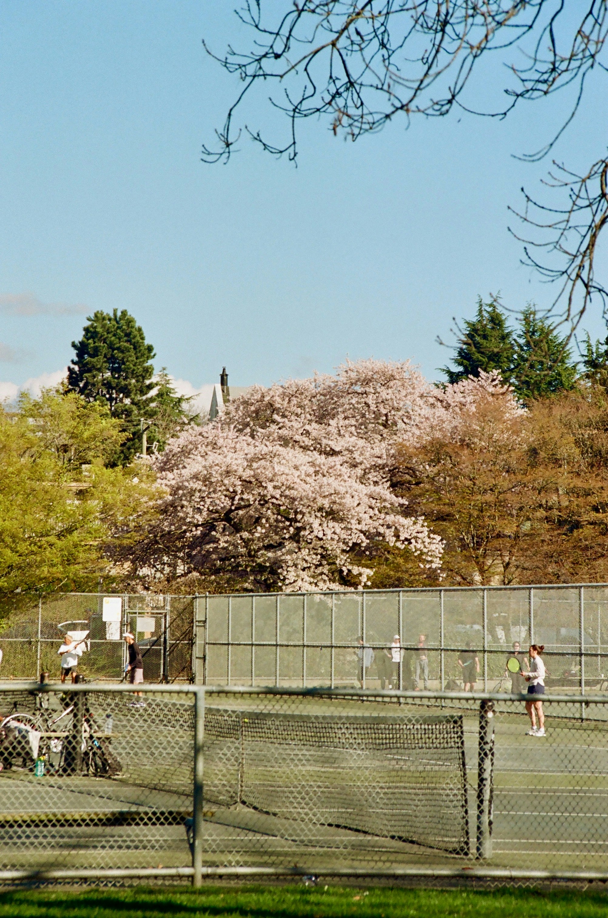Sunlit park scene with a fenced tennis court, cherry blossoms in full bloom behind the chain-link barrier.