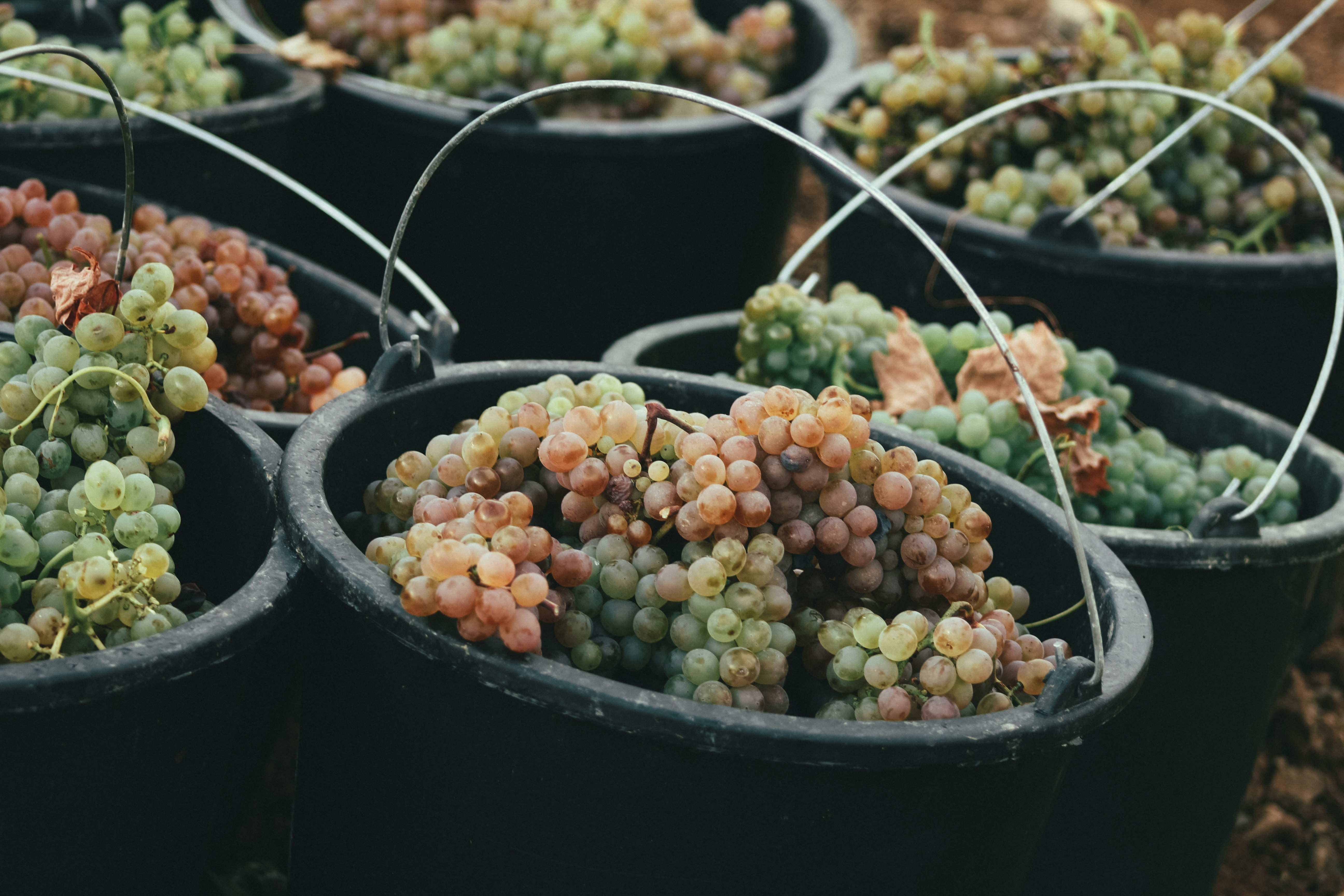 Several black tubs brimming with multicolored grapes sit in a neat row, ready for processing or sale.