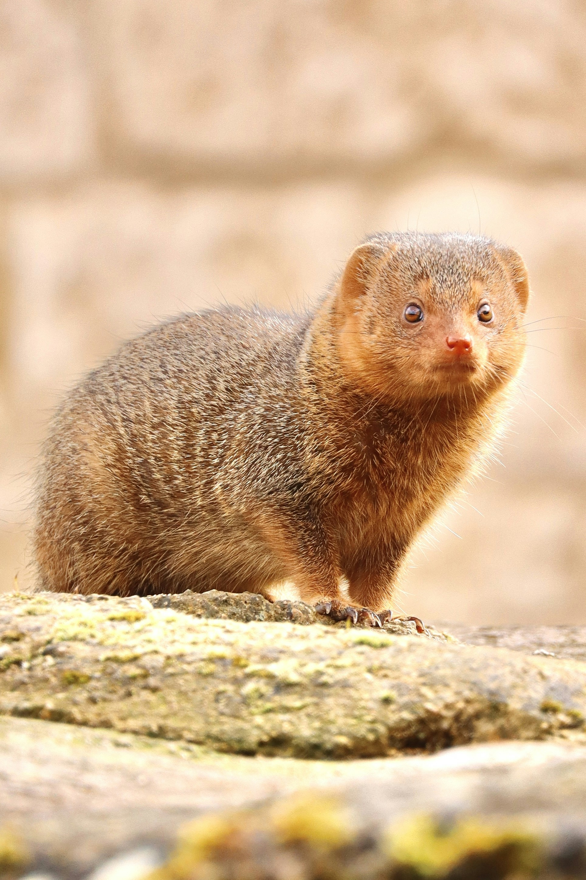 Sunlit Curiosity: A Furred Wanderer Pauses on a Mossy Rock