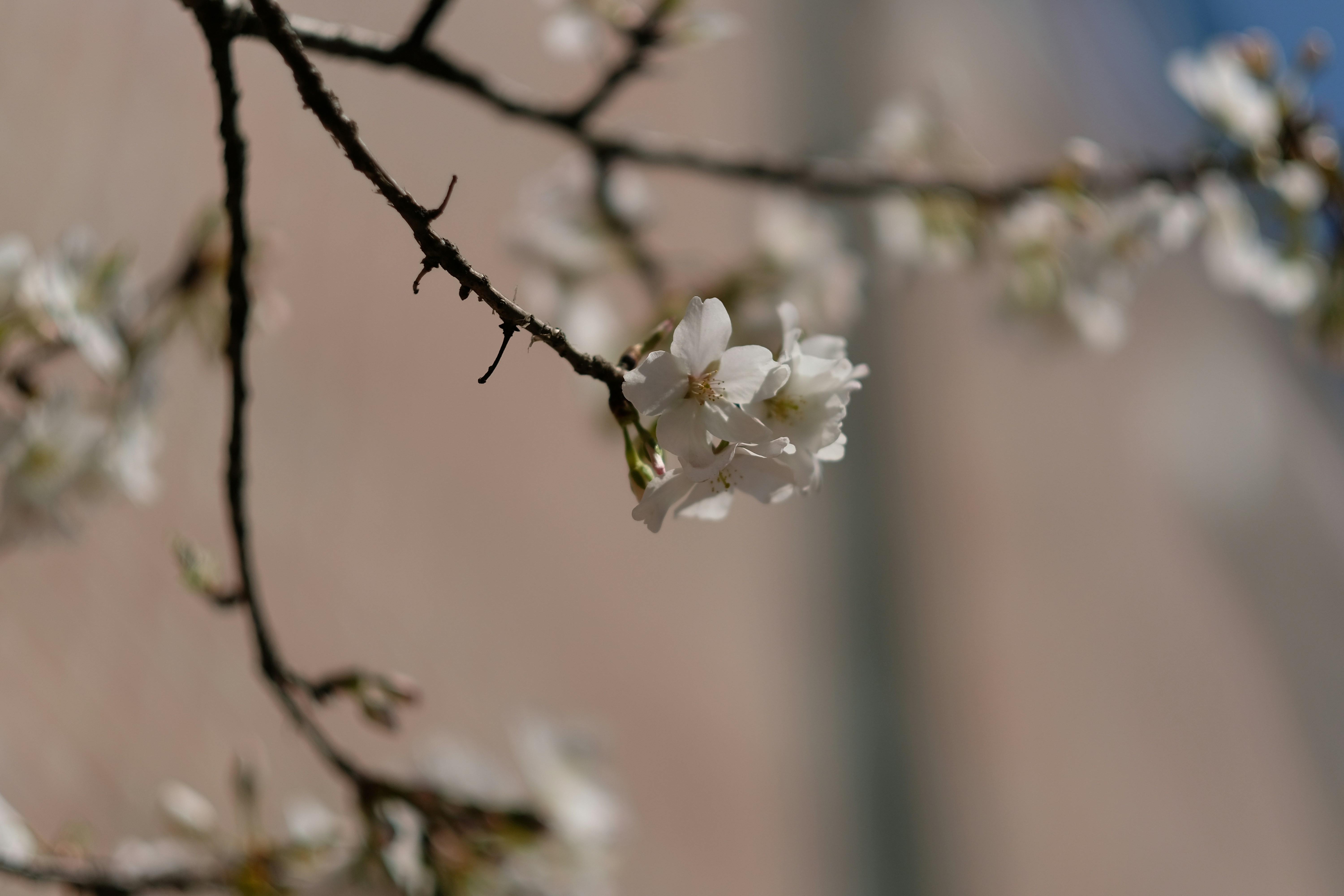 The Quiet Bloom on a Velvet Branch: Spring's Soft Focus
