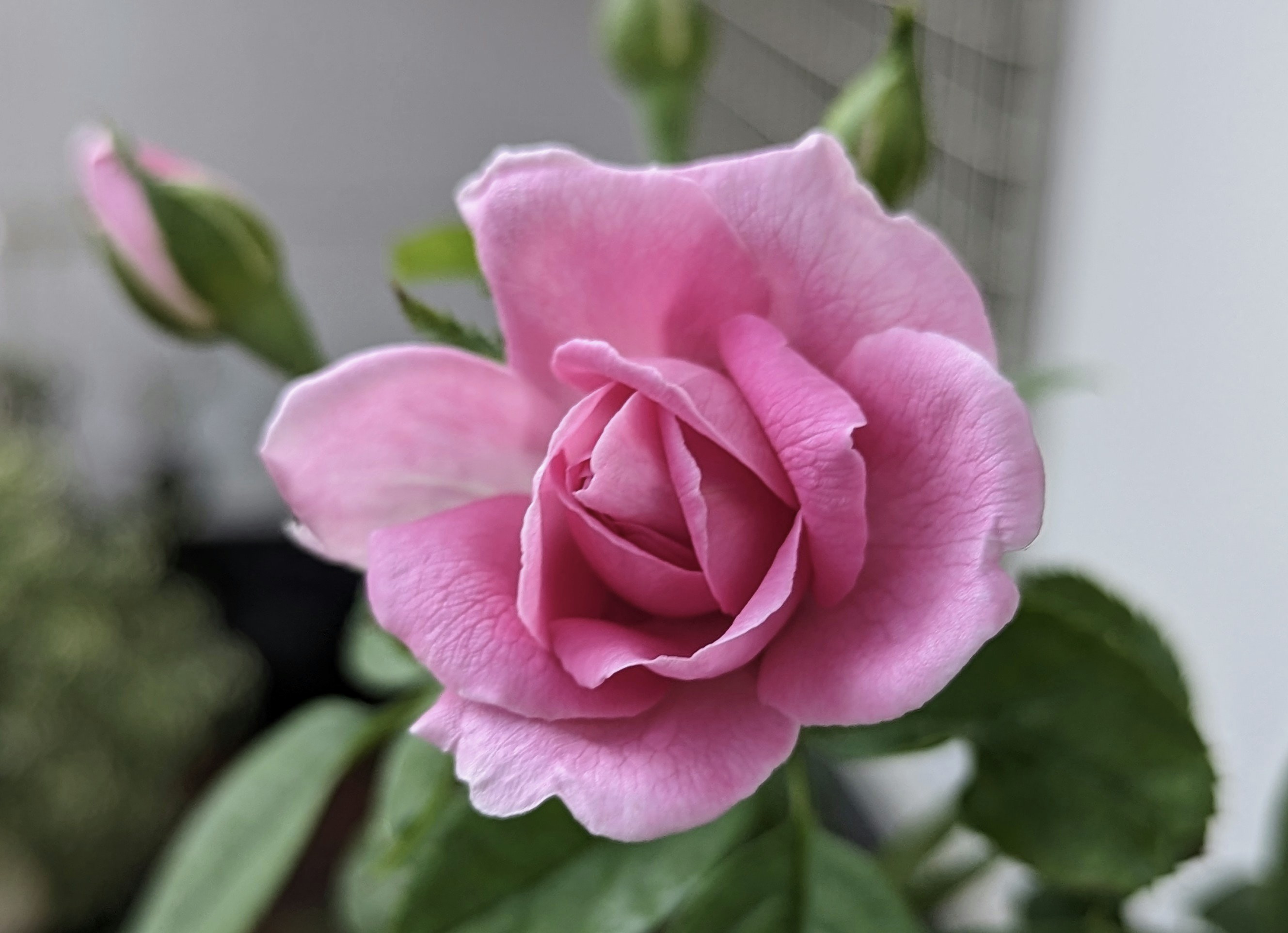 "Nature's elegance: A rose in full bloom, showcasing its timeless beauty."