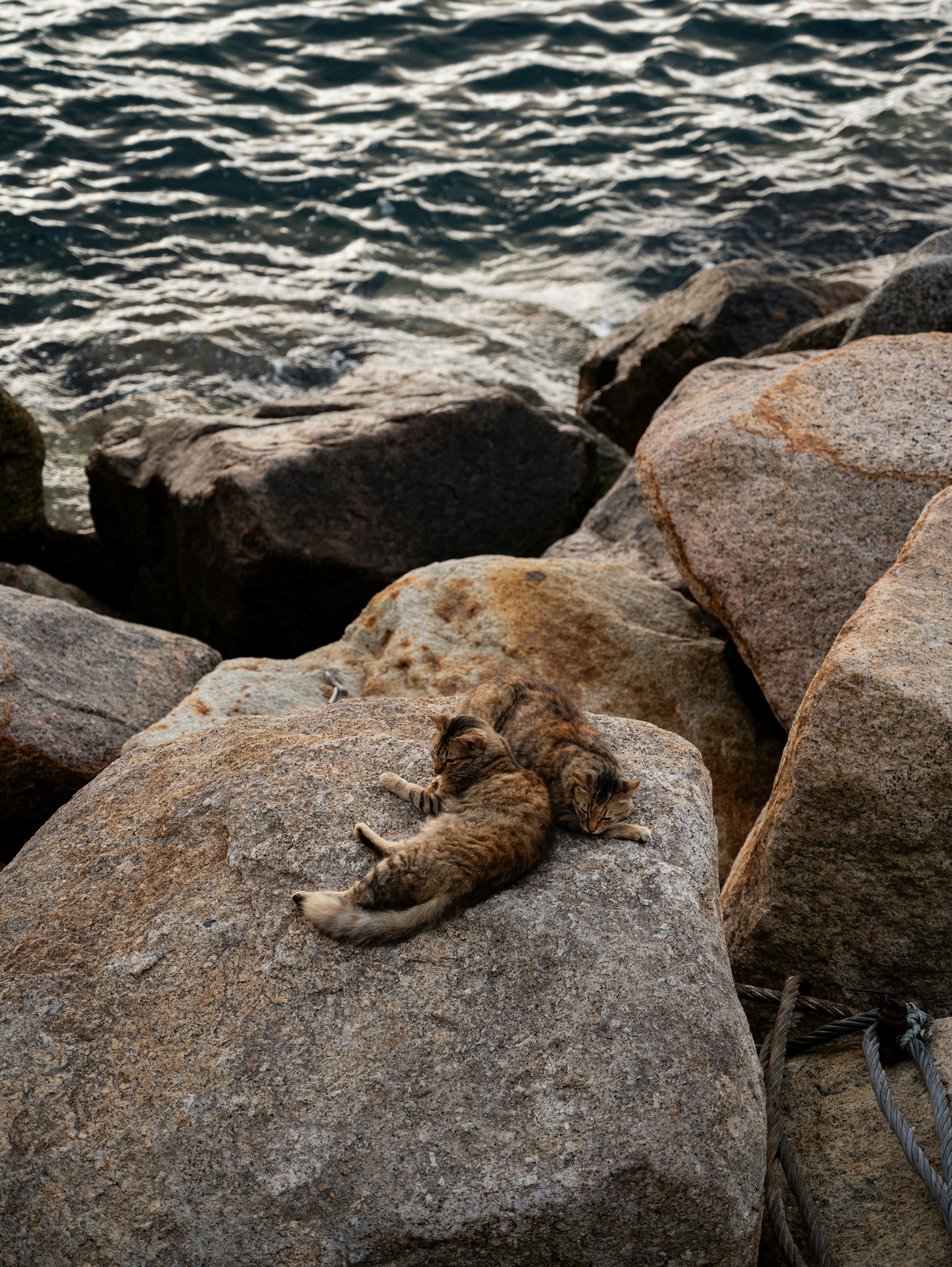 Coastal Quiet: A Stray Cat Reposes on Sun-Warmed Granite by the Sea