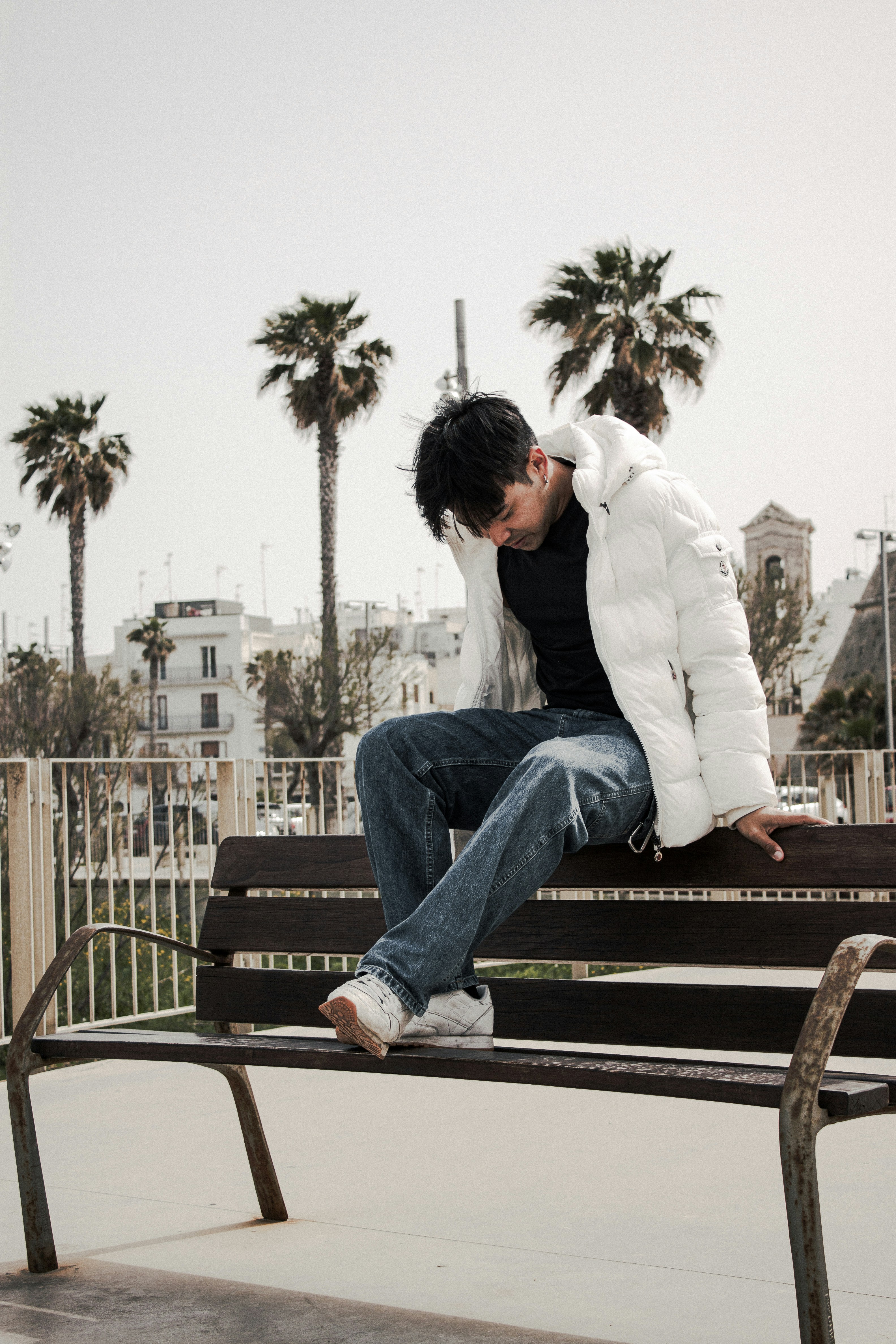 Palm-Lined City Bench: A Quiet Moment with a White Puffer