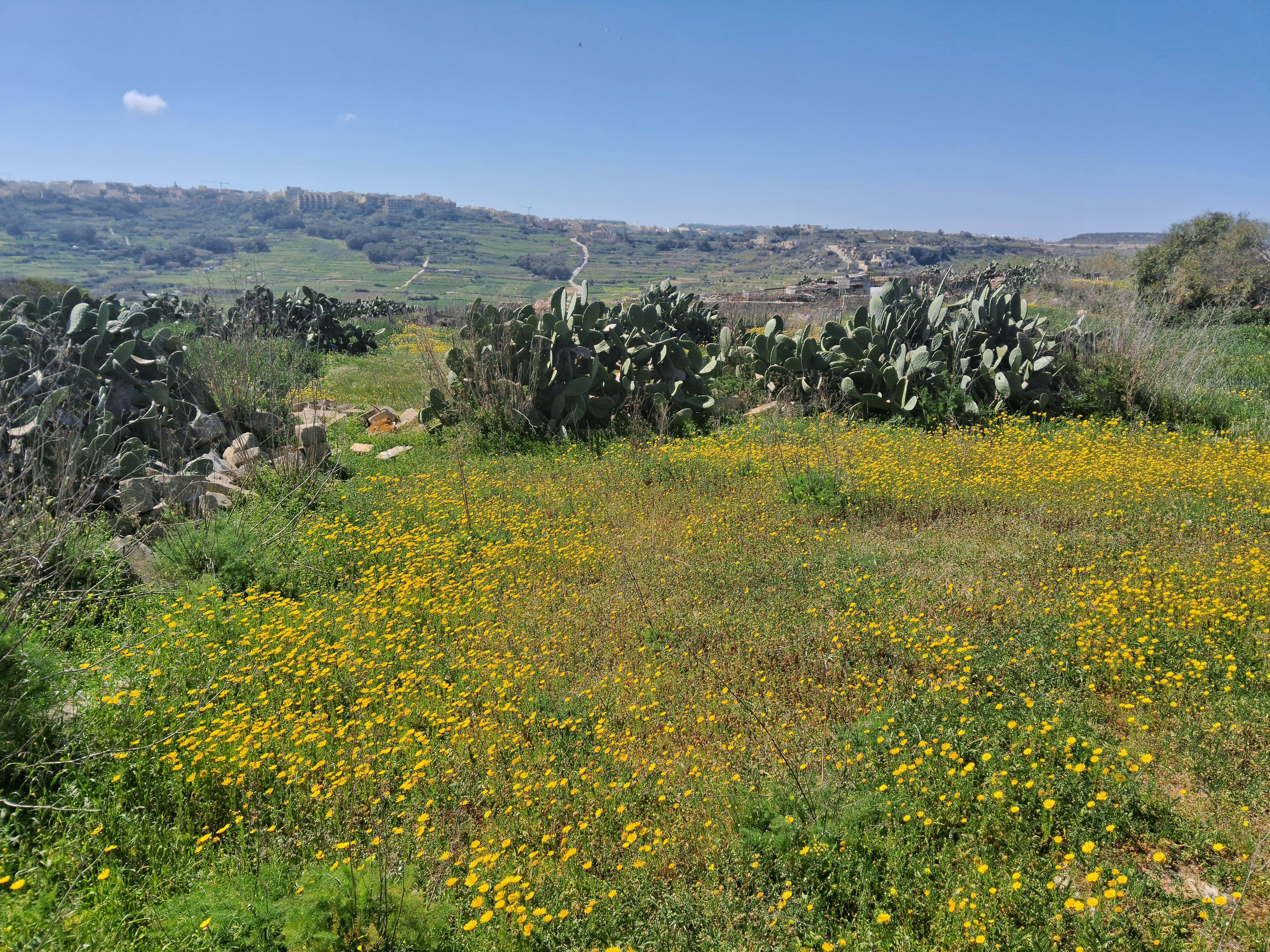 Sunlit field of yellow wildflowers with flat cactus pads and distant hills under a blue sky.