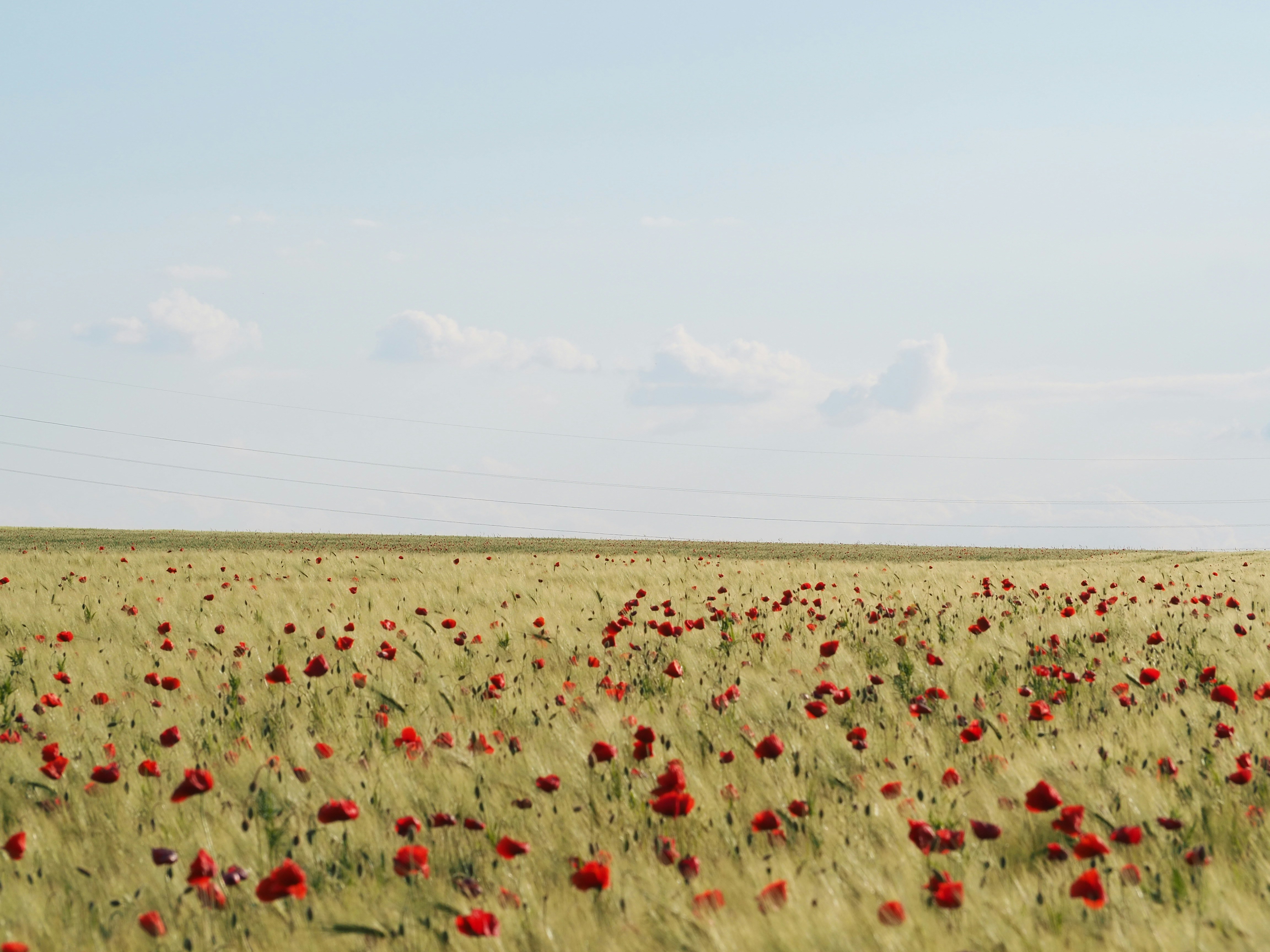Crimson Poppies Scatter Through a Sunlit Wheat Field Beneath a Quiet Sky