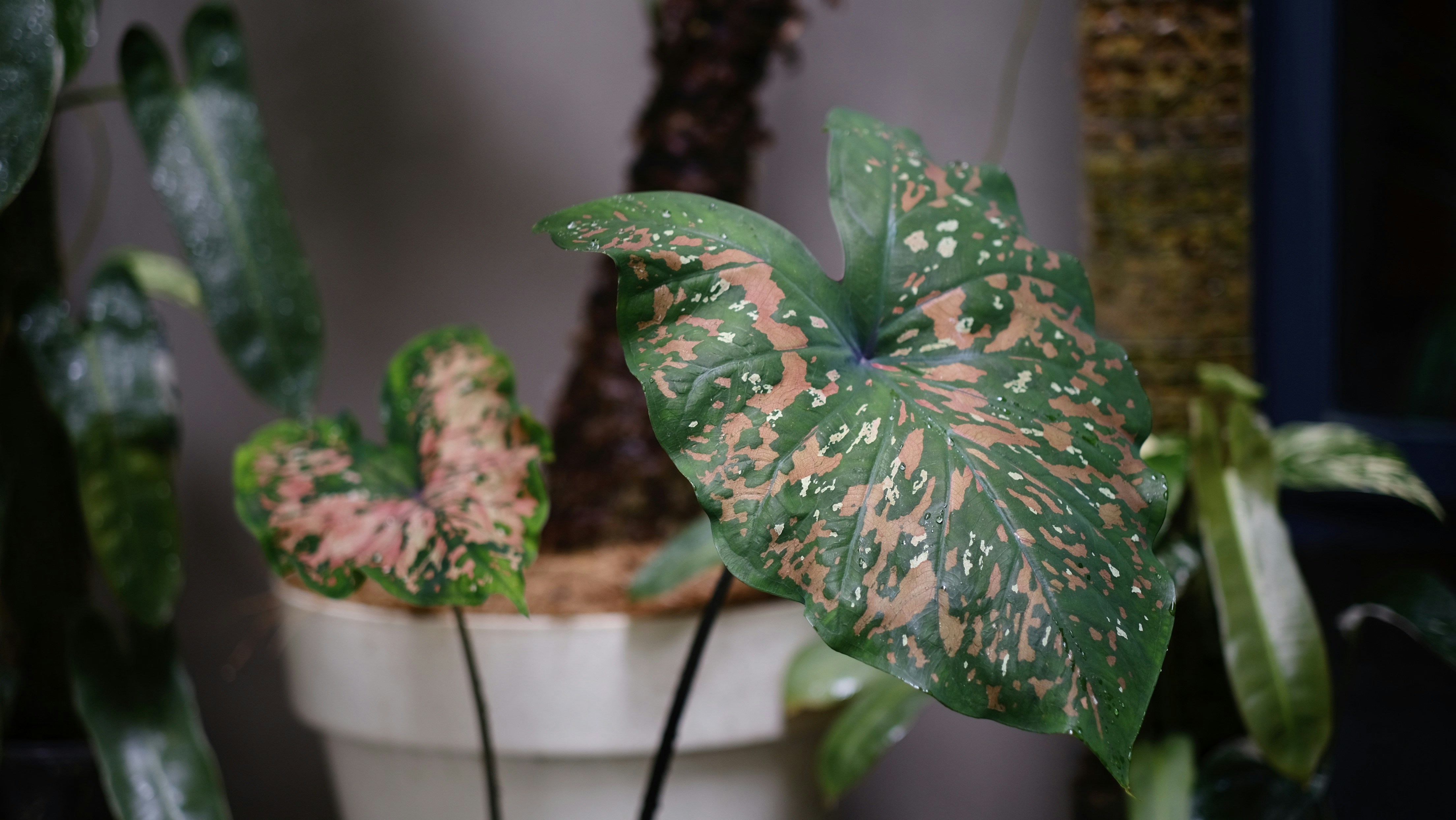 Variegated Green Leaf with Pink Speckles in Quiet Foliage