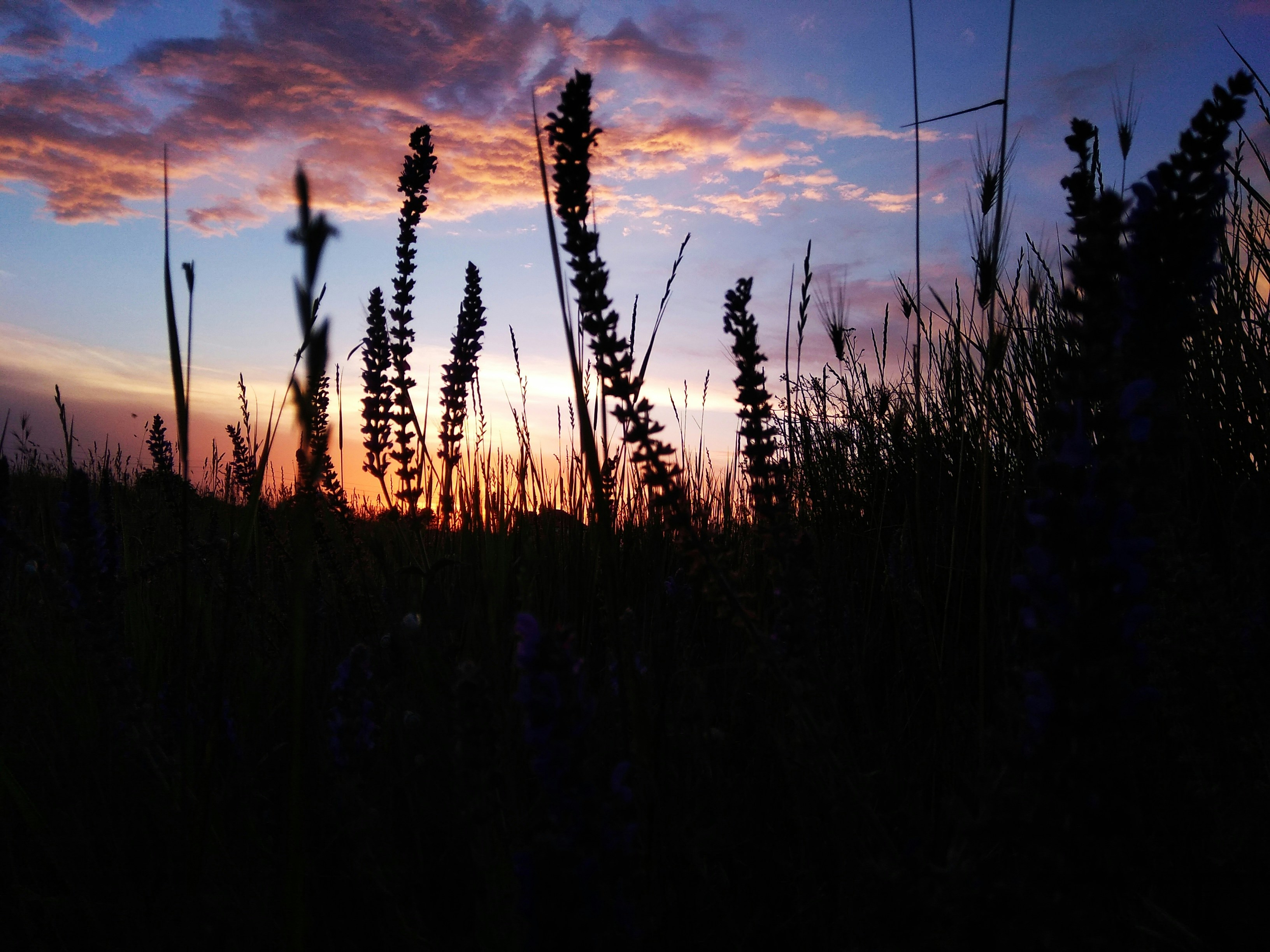 Silhouetted tall grasses frame a sunset gradient of orange to purple across a tranquil field.
