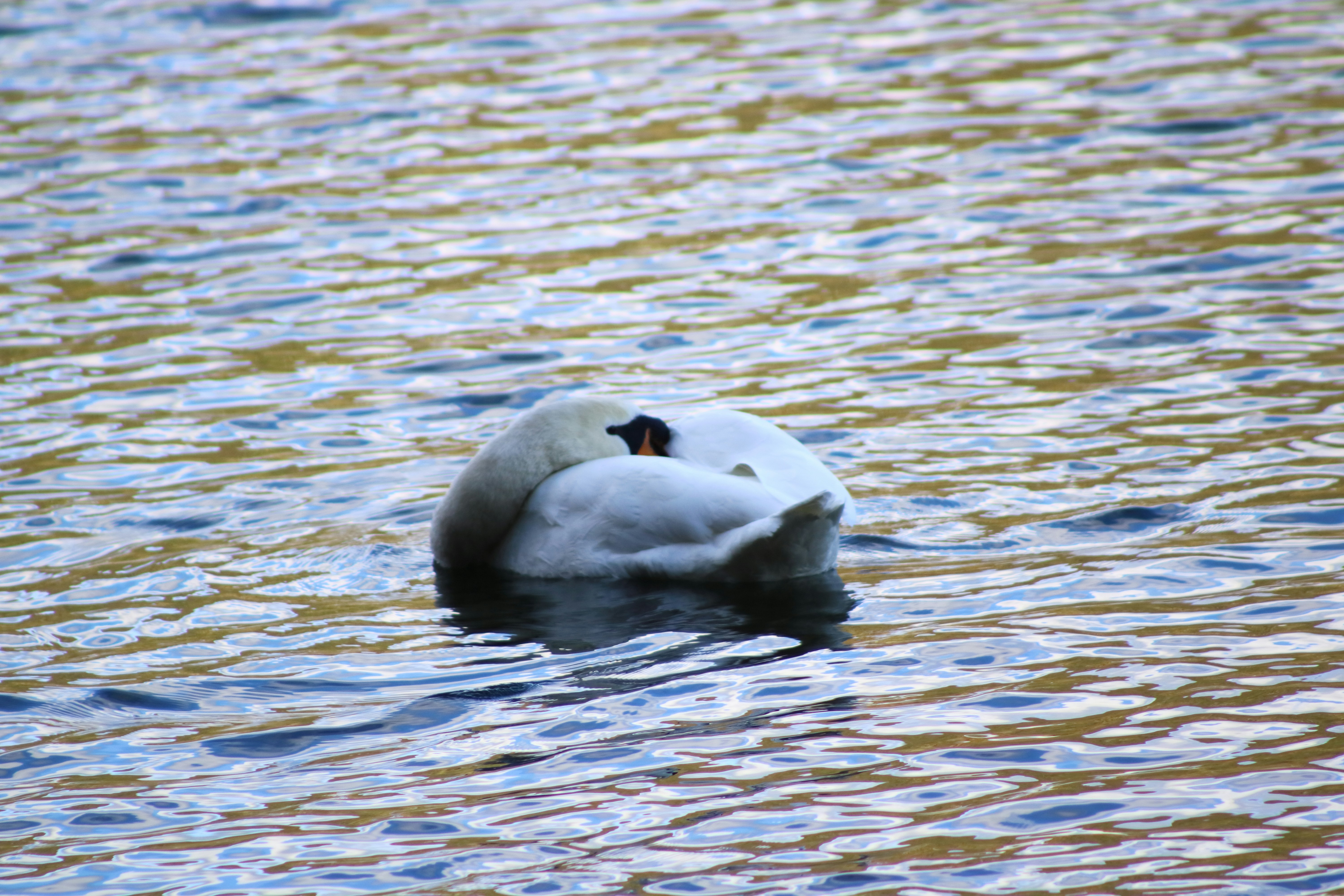 Crescent of Silence: A Curled Swan on a Sunlit Lake