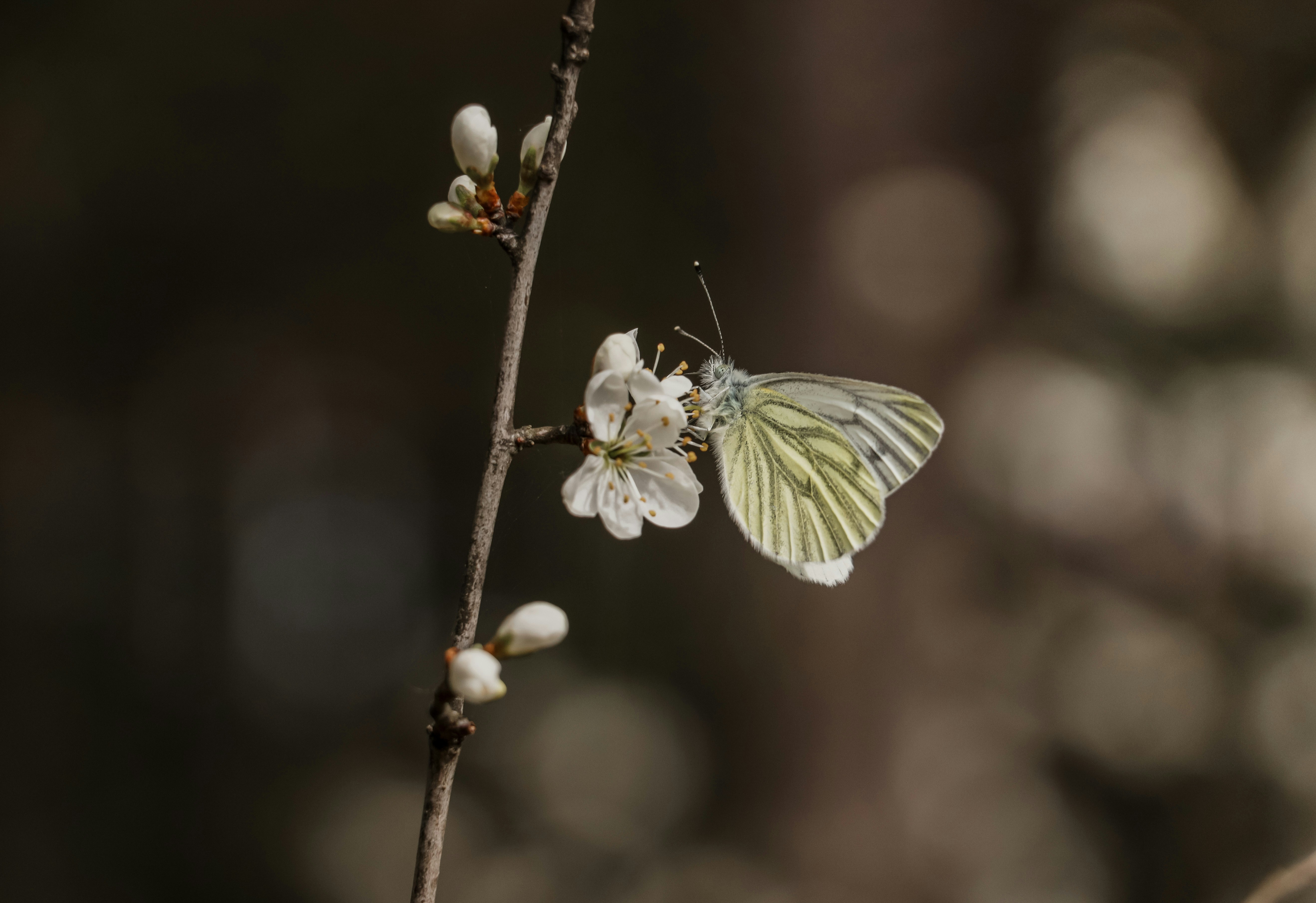 Luminous Hover on a Snow-White Blossom