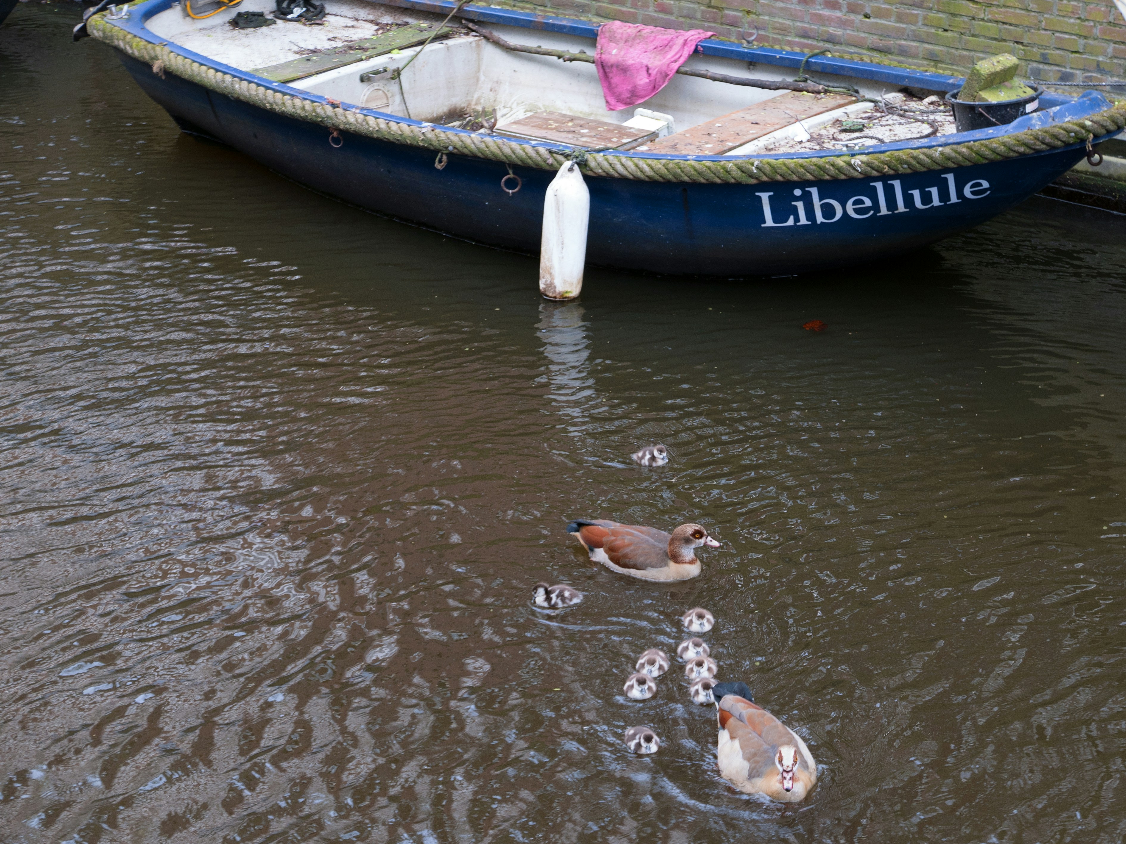 Duck Family at the Wake of Libellule: A Quiet Riverside Moment