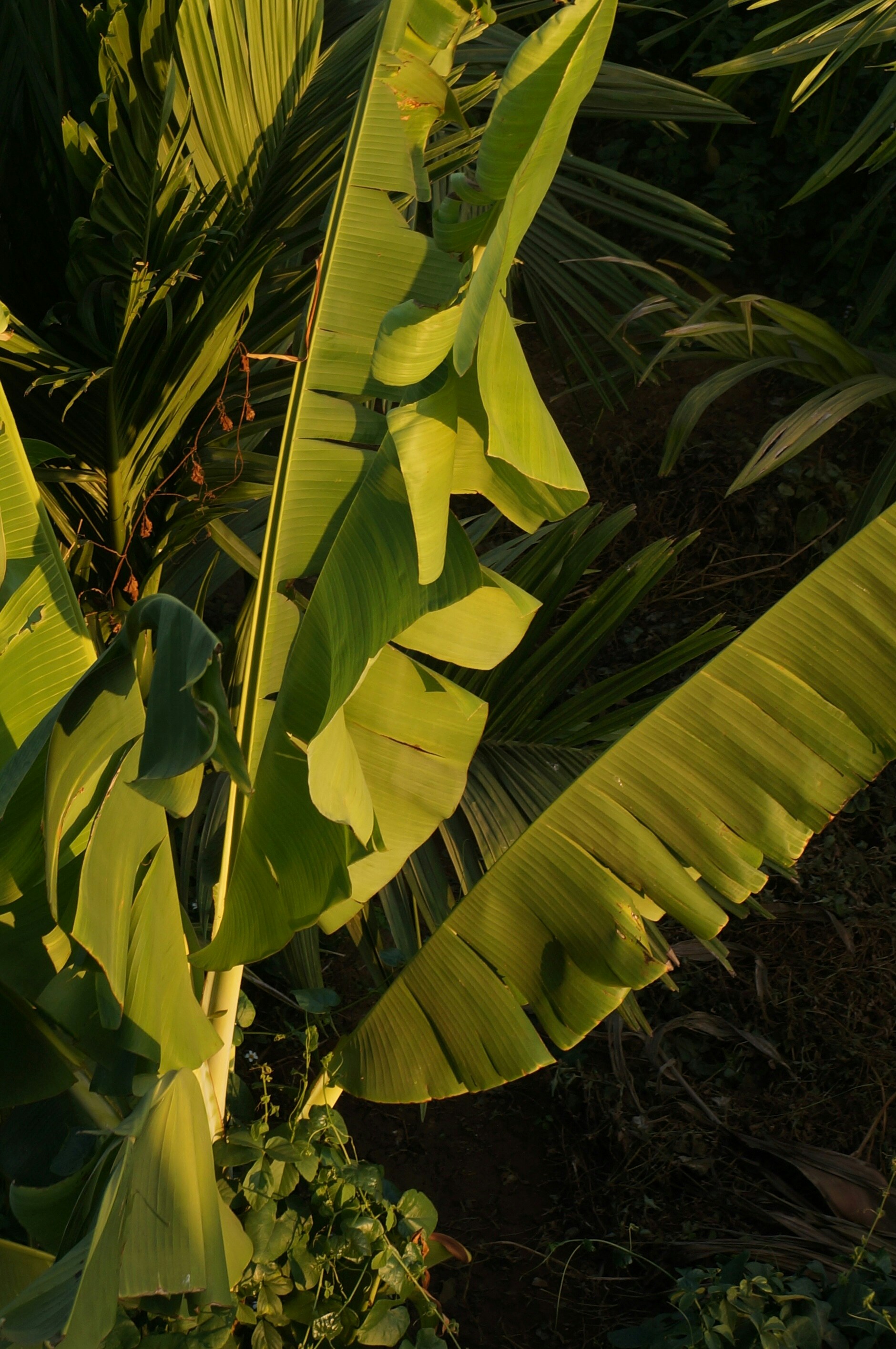 Sunlit Banana Fronds: A Quiet Chorus of Green and Gold
