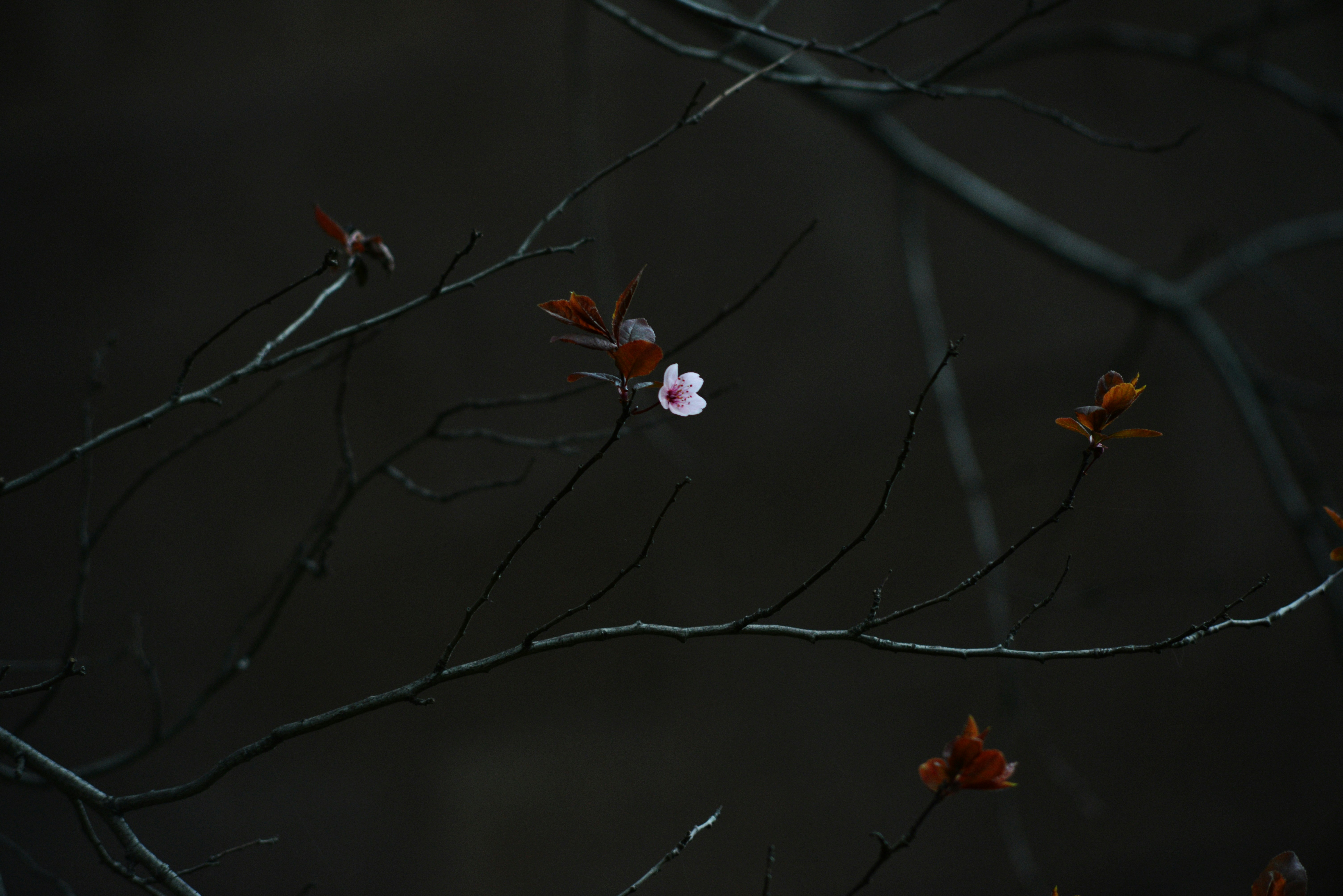 Pink Blossom Anchored in a Web of Silent Branches