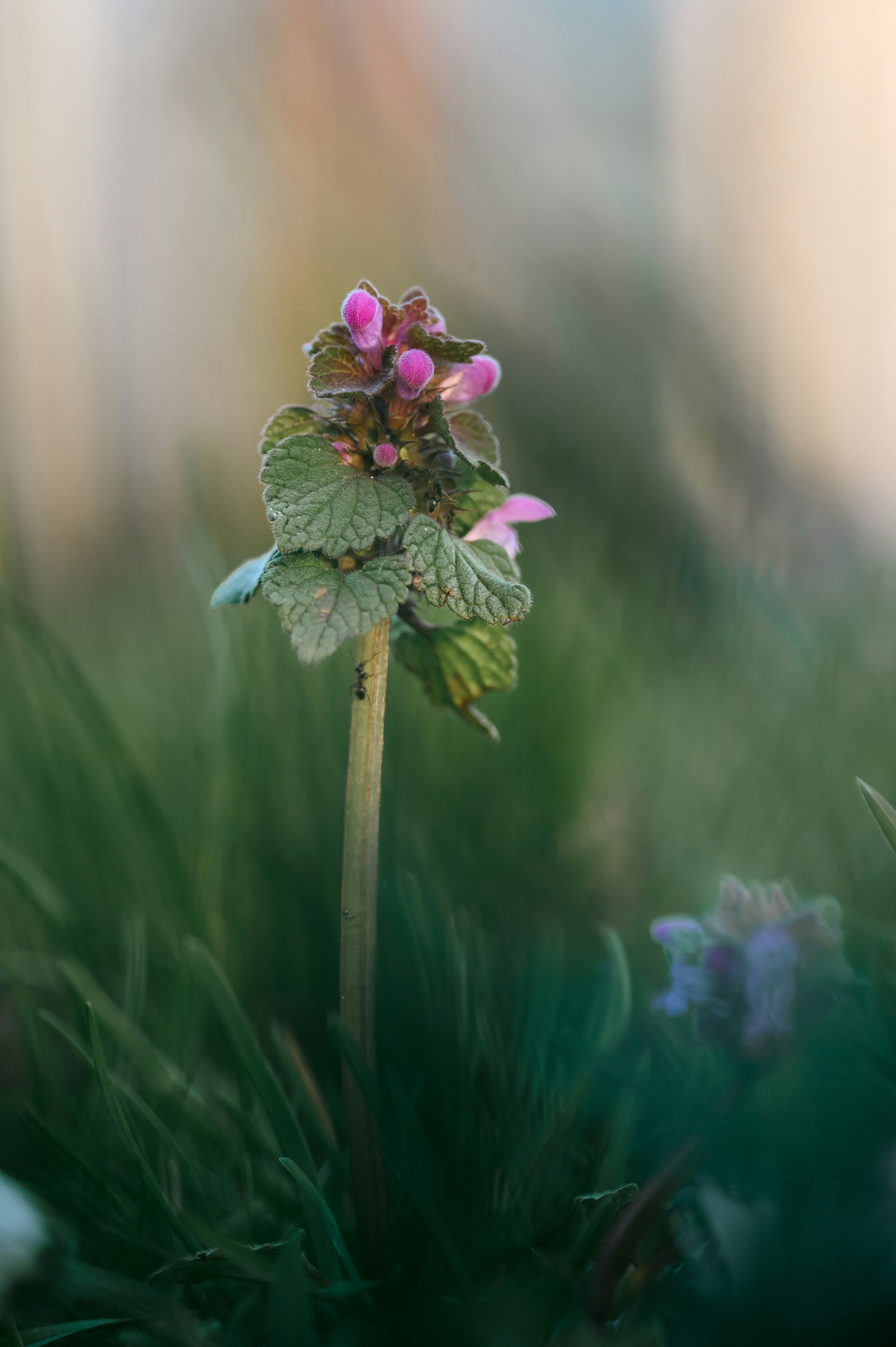 Pink-tipped Wildbud in Velvet Blur: A Macro Portrait