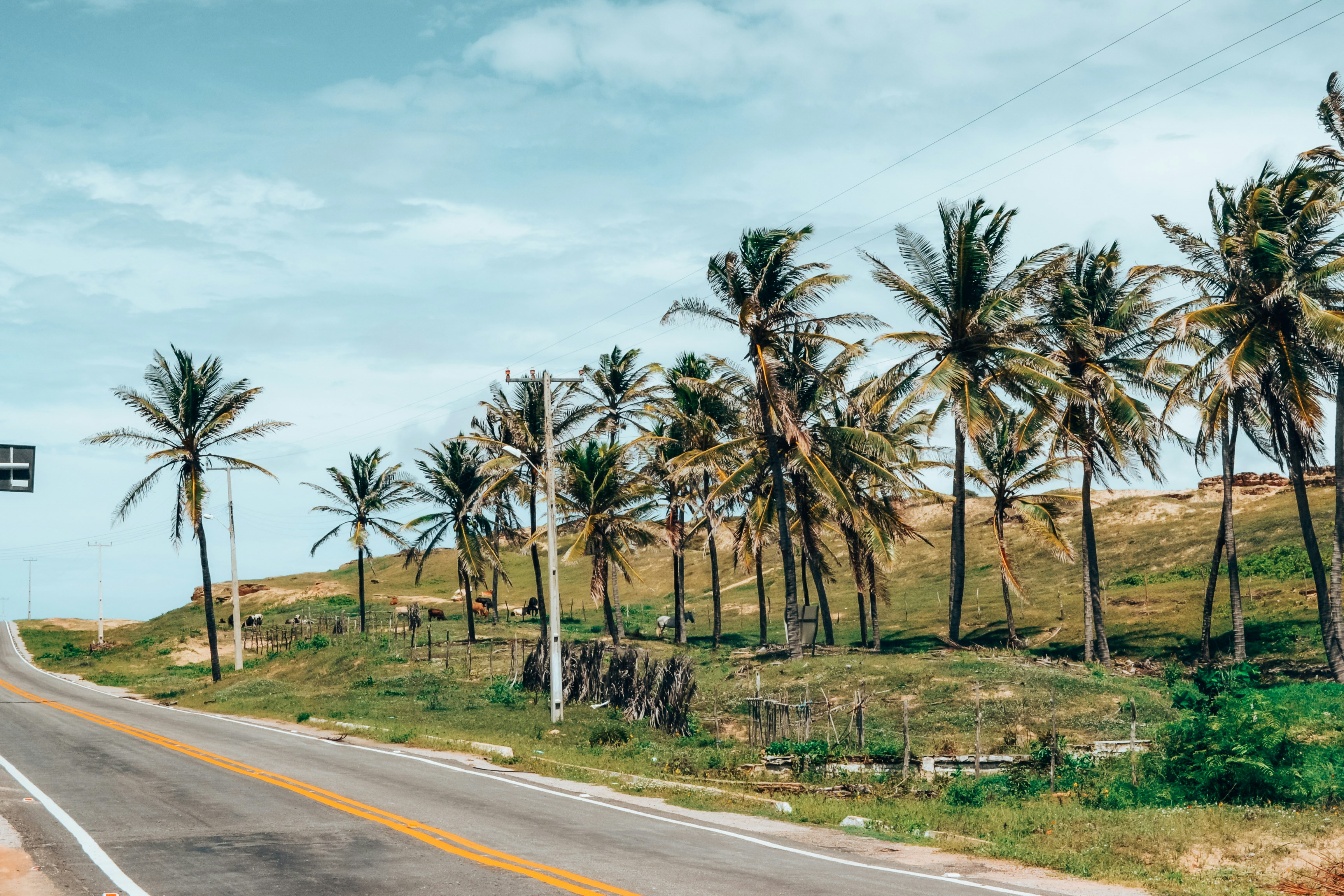Palm trees swaying alongside a gently curving road under a bright blue sky.