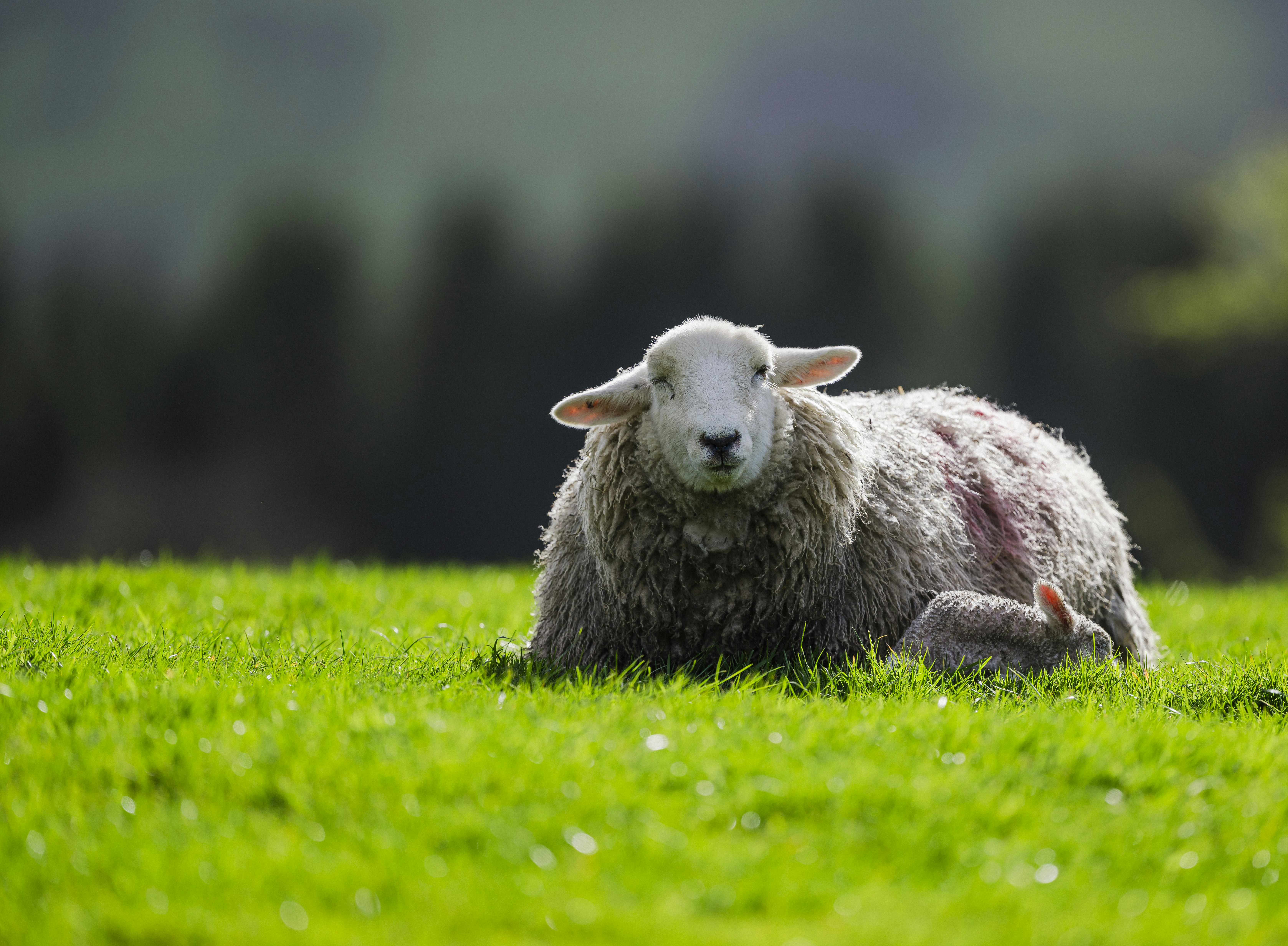 A sheep laying in a field of green grass photo – Free Sheep Image on ...