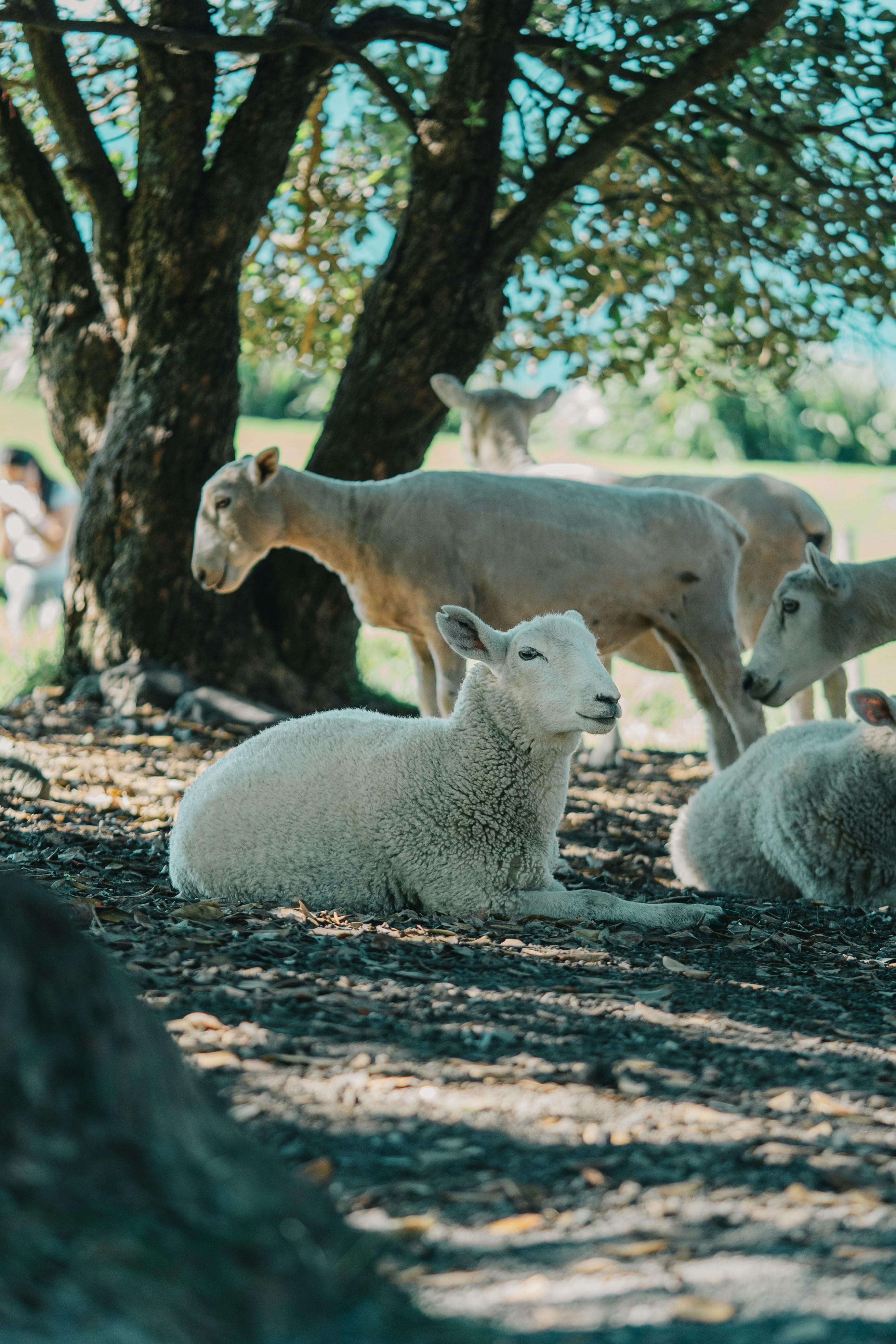 Quiet Shade, Woolly Moment: A Sheep Flock Resting Beneath Dappled Canopy