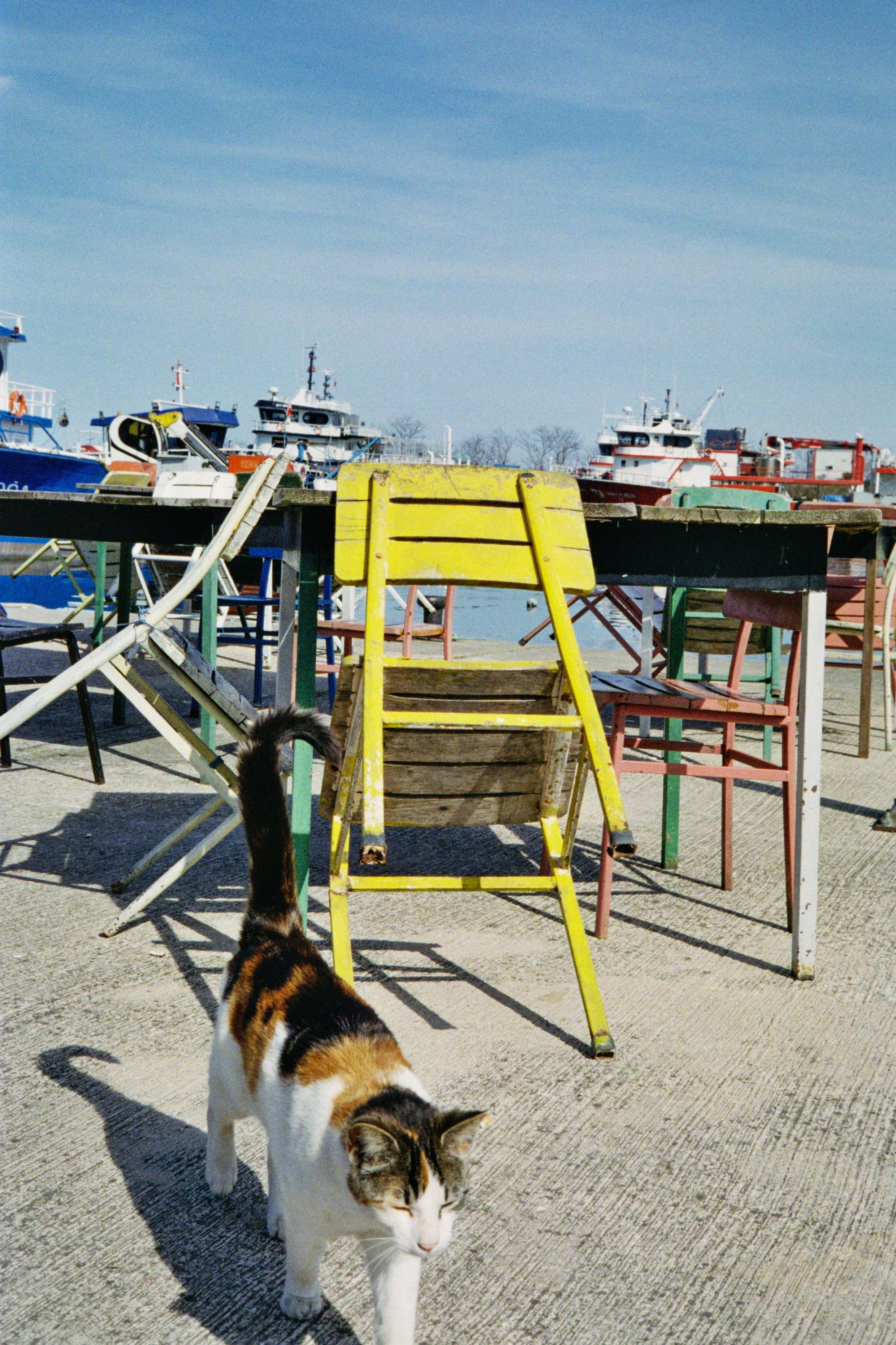 Harbor Light: A Bright Yellow Chair and a Curious Cat At the Pier