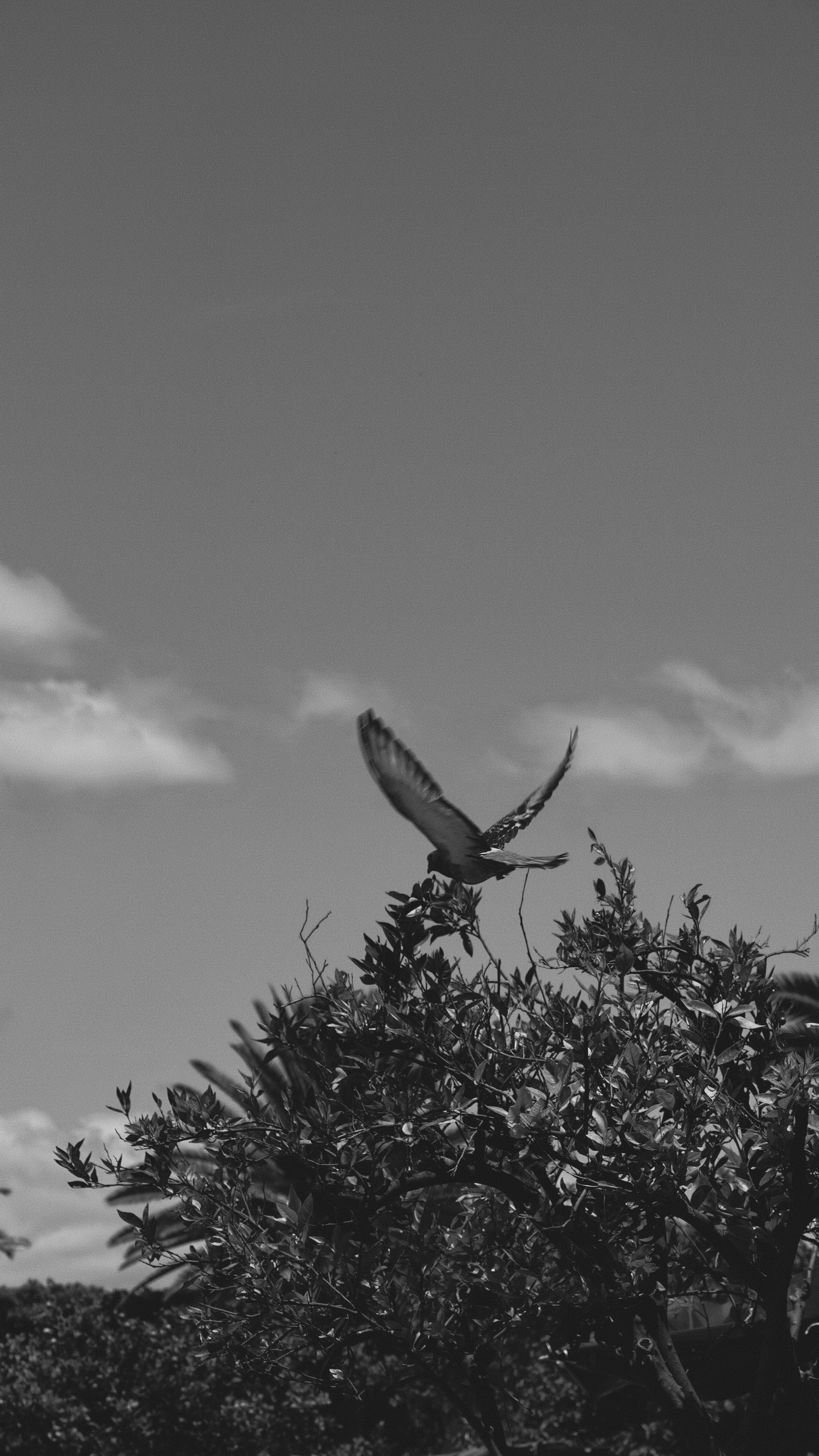 Winged Descent: A solitary bird lifts off above thorny branches