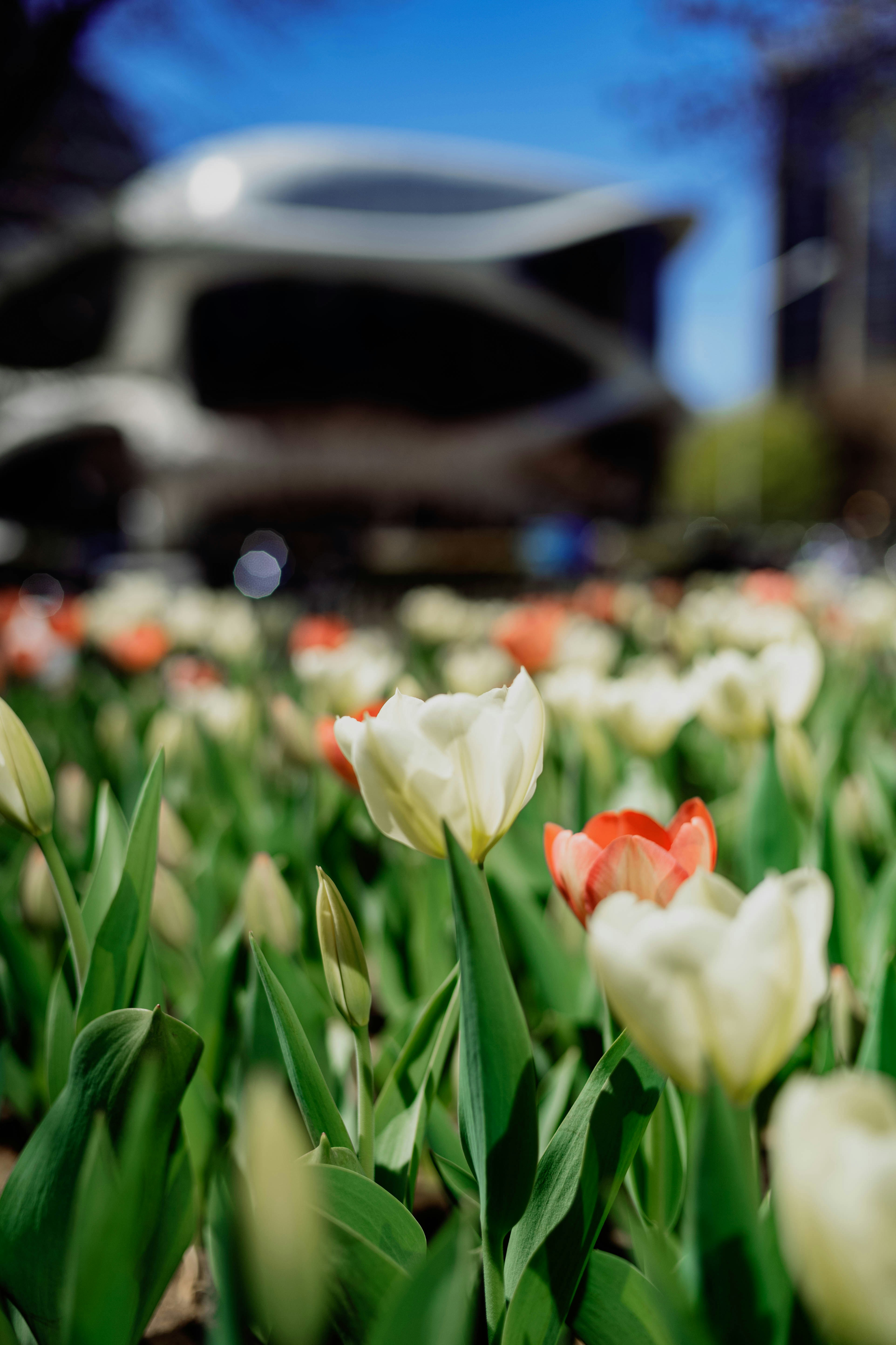 Tulips in Bloom Before the Urban Stage