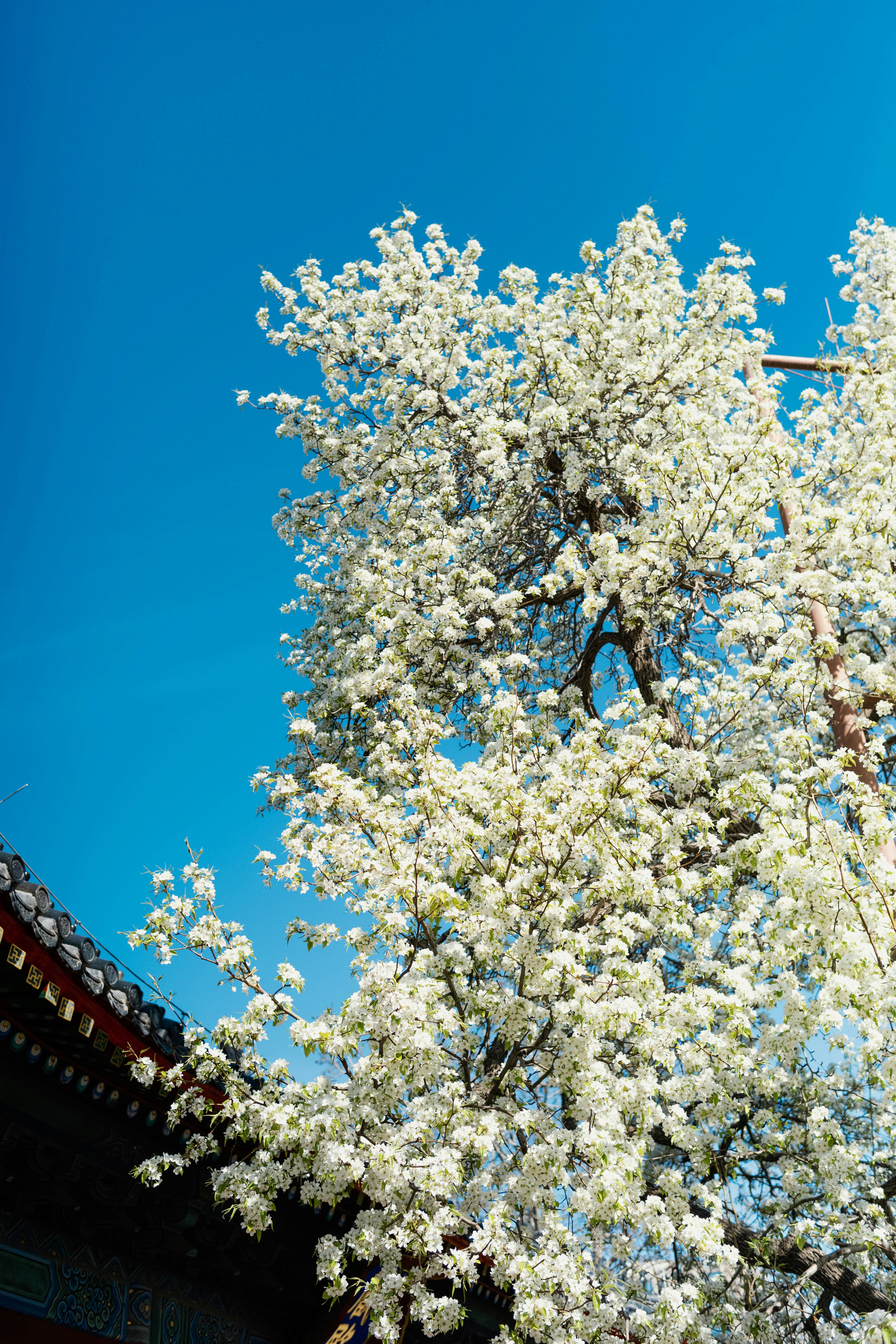 Cerulean Sky, White Blossom Cascade by a Traditional Roofline