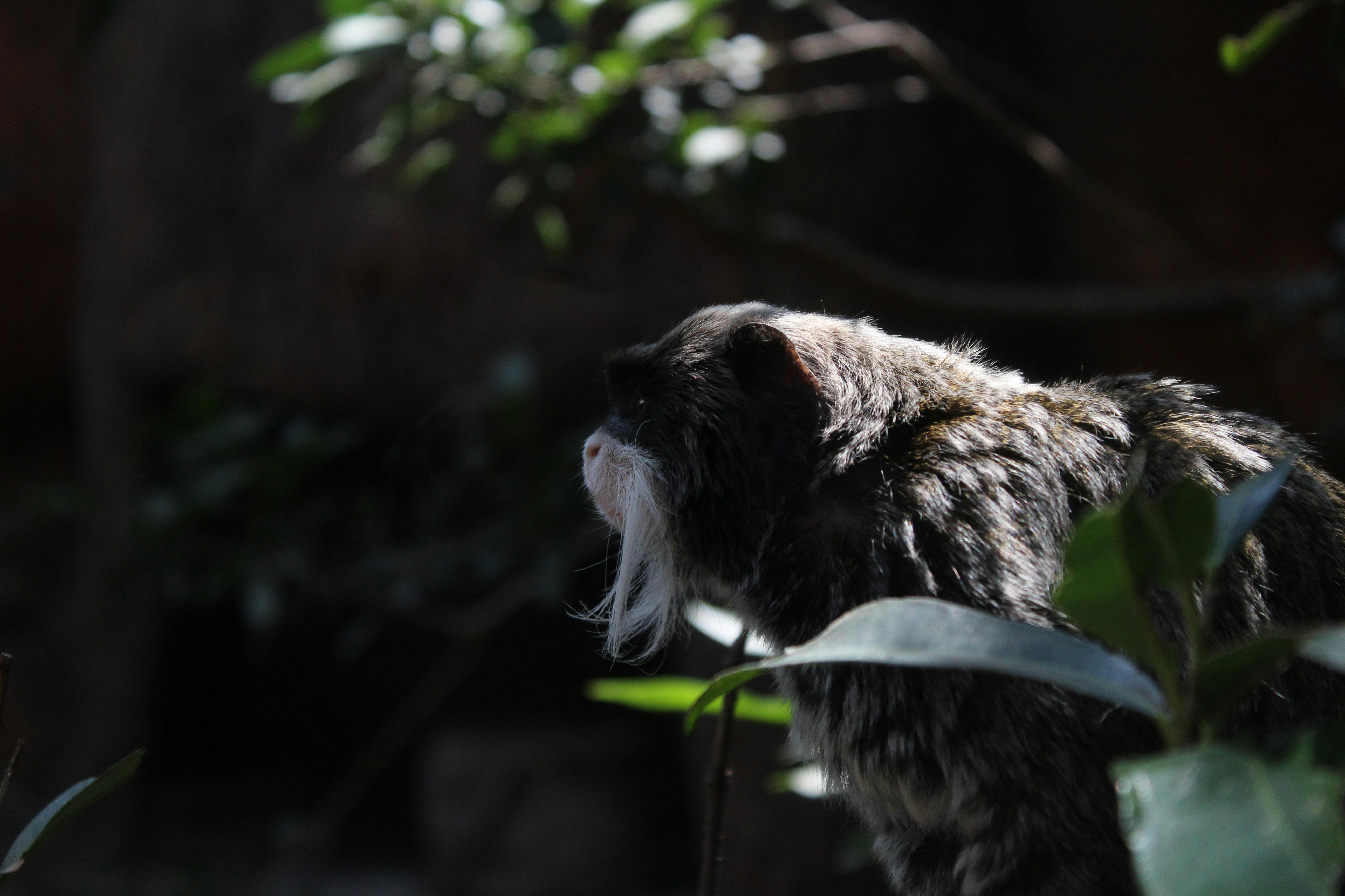 Whiskered Profile in Dappled Shade