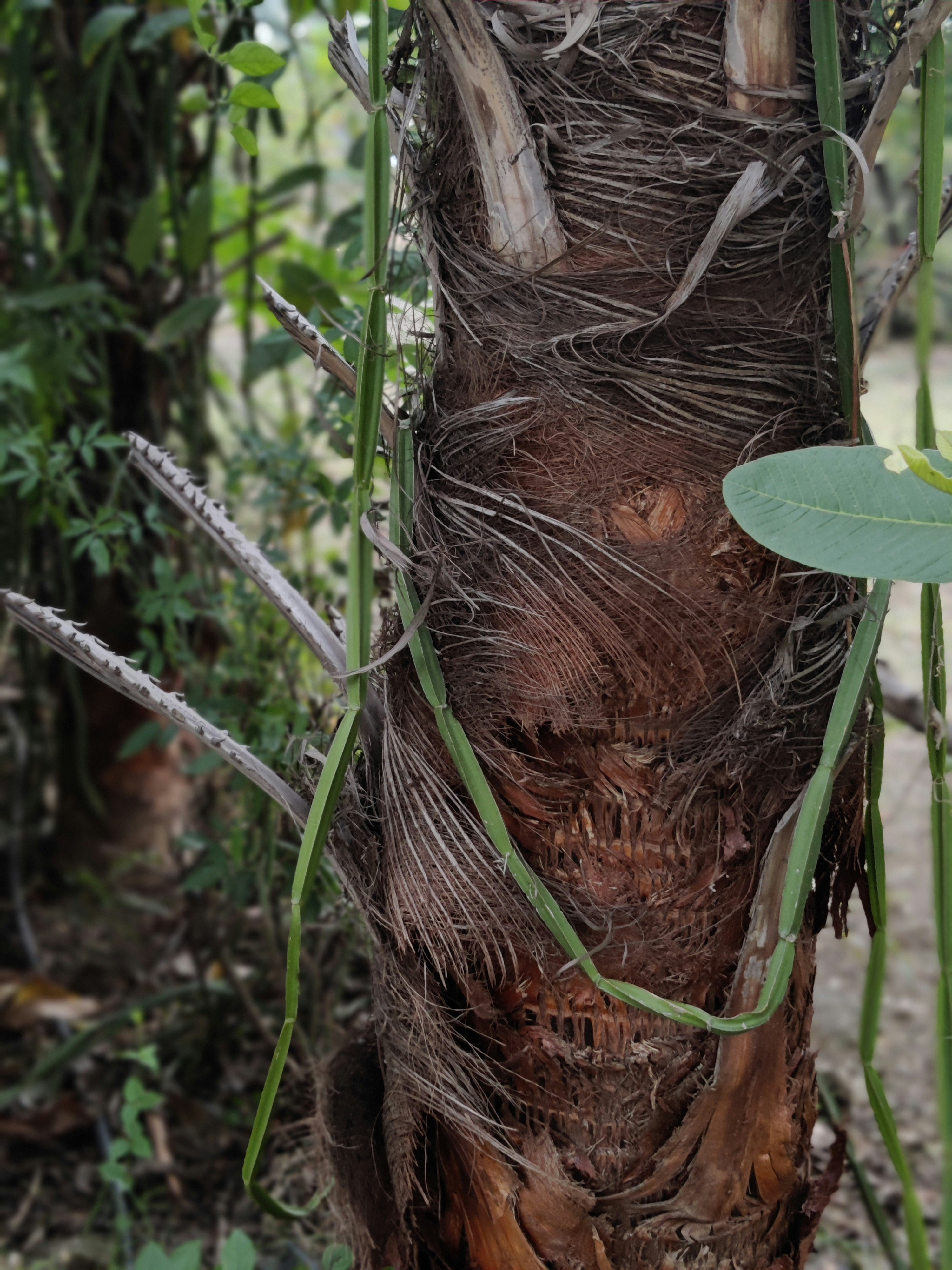 a close up of a tree with a bunch of leaves on it