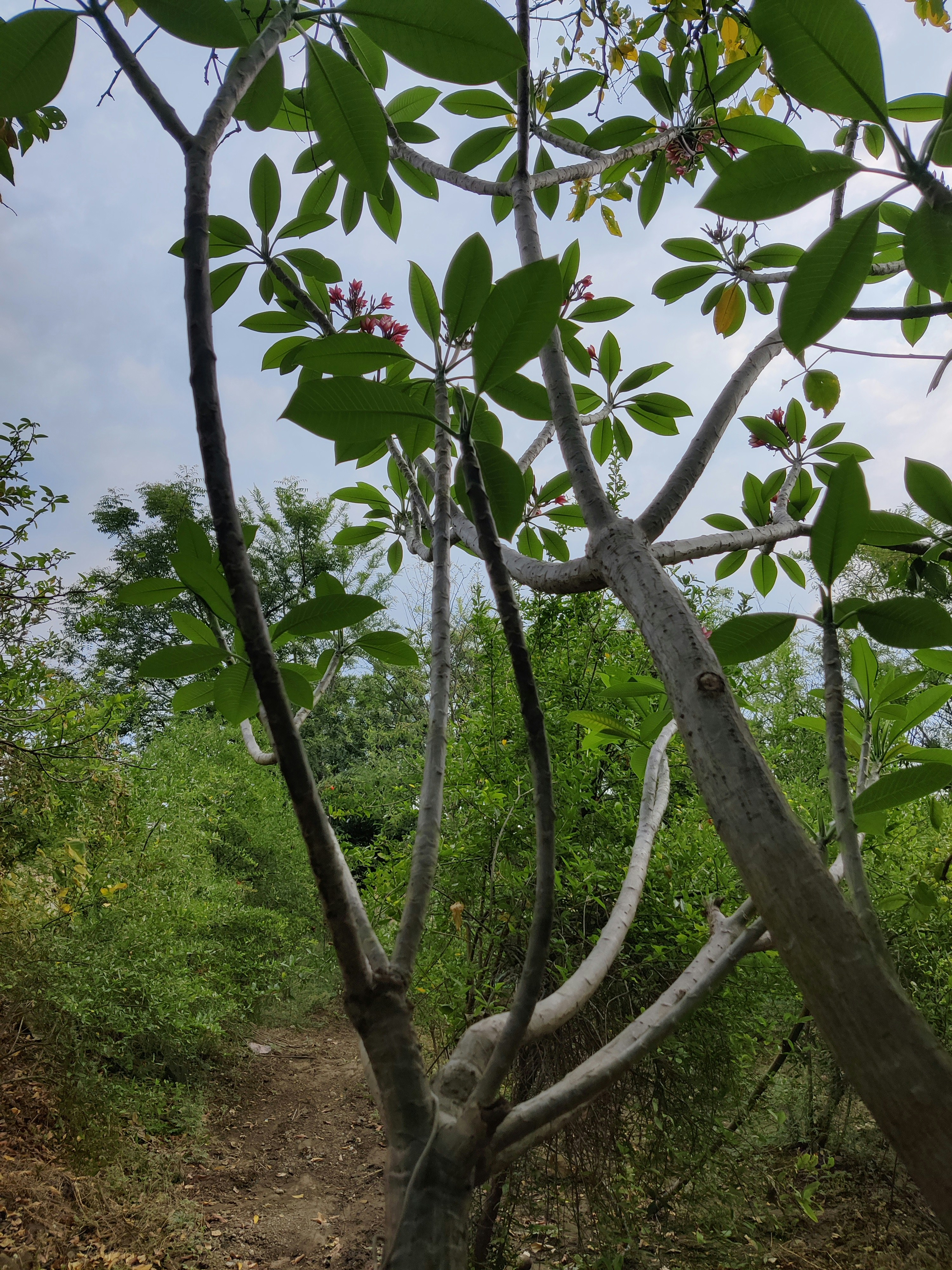 Crisscrossed Trunks Framing a Quiet Woodland Path