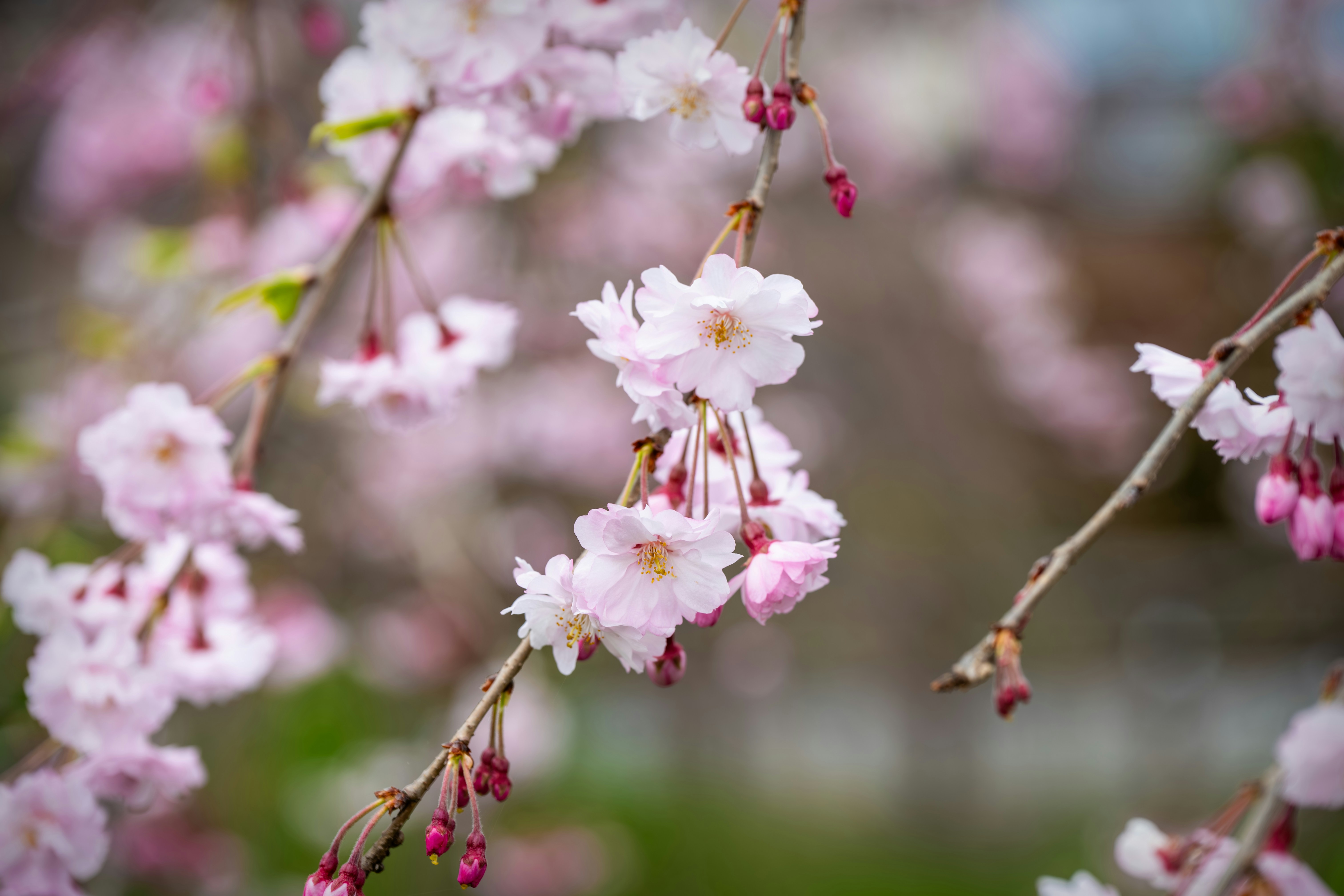 Delicate pink cherry blossoms on slender branches with a soft-focus background.
