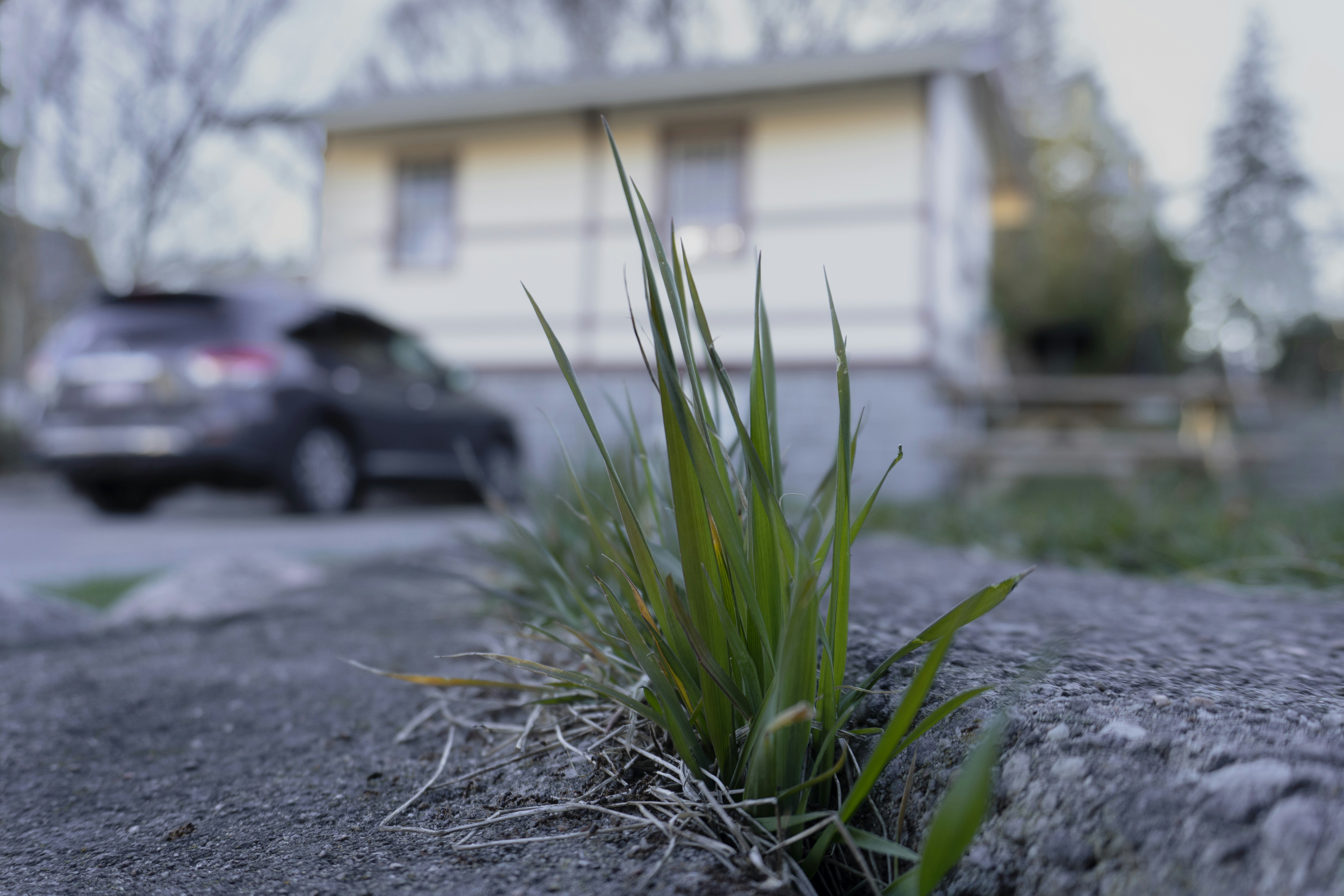 Crack Sprout: A Tenacious Green Blade Claiming Concrete Ground