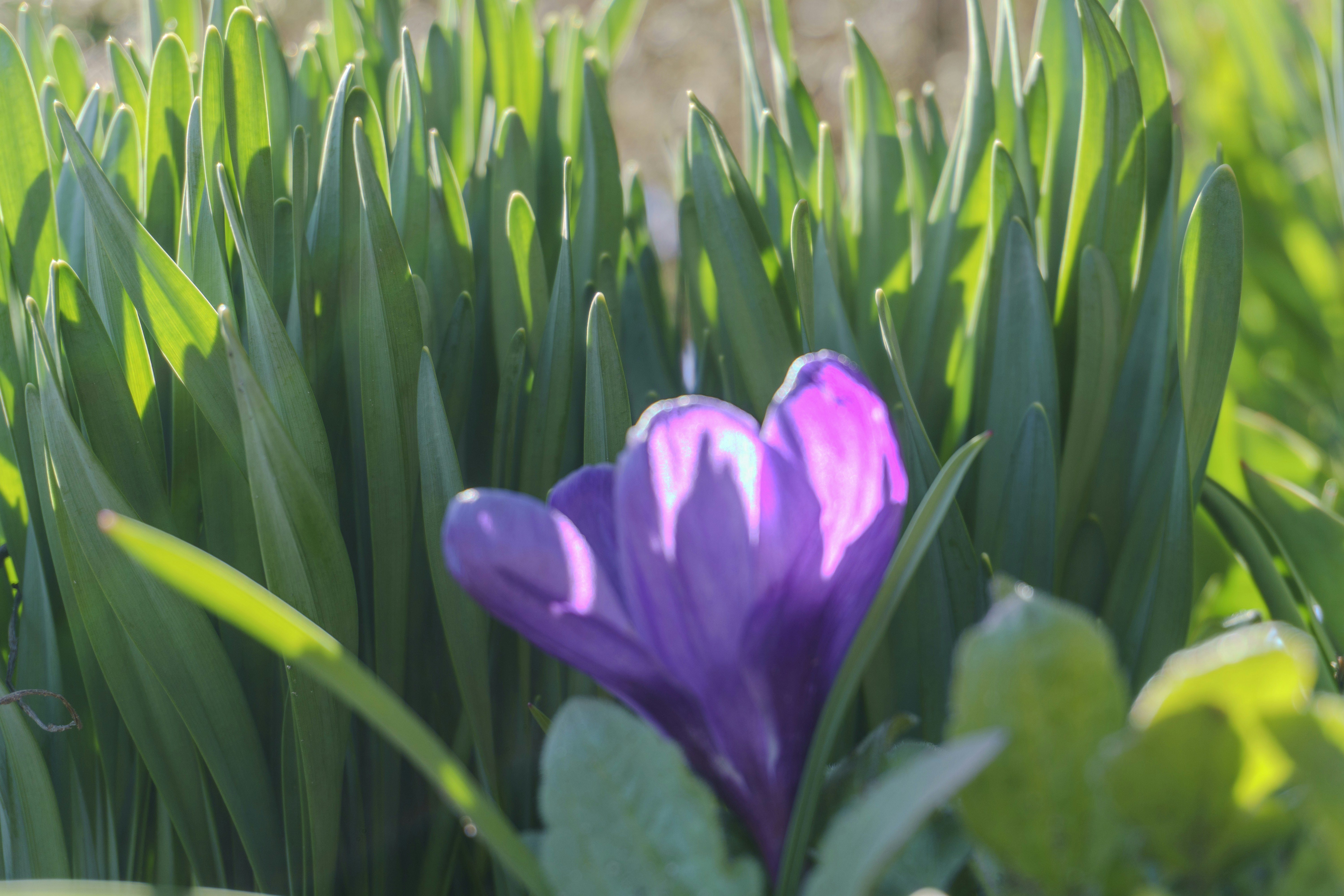 Sunlit Purple Crocus Among Spring-Green Spearheads