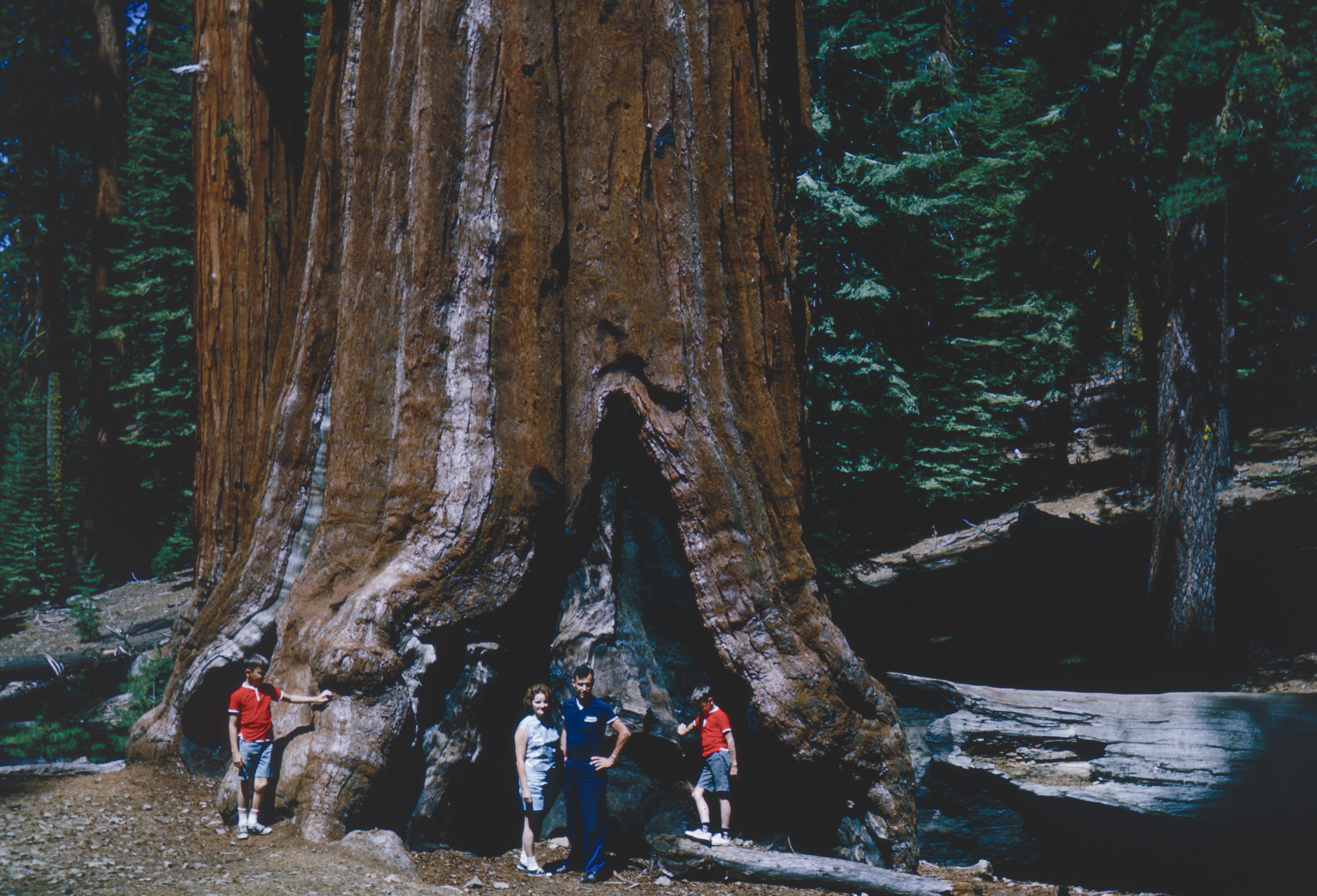 A group of people standing in front of a giant tree photo – Free ...