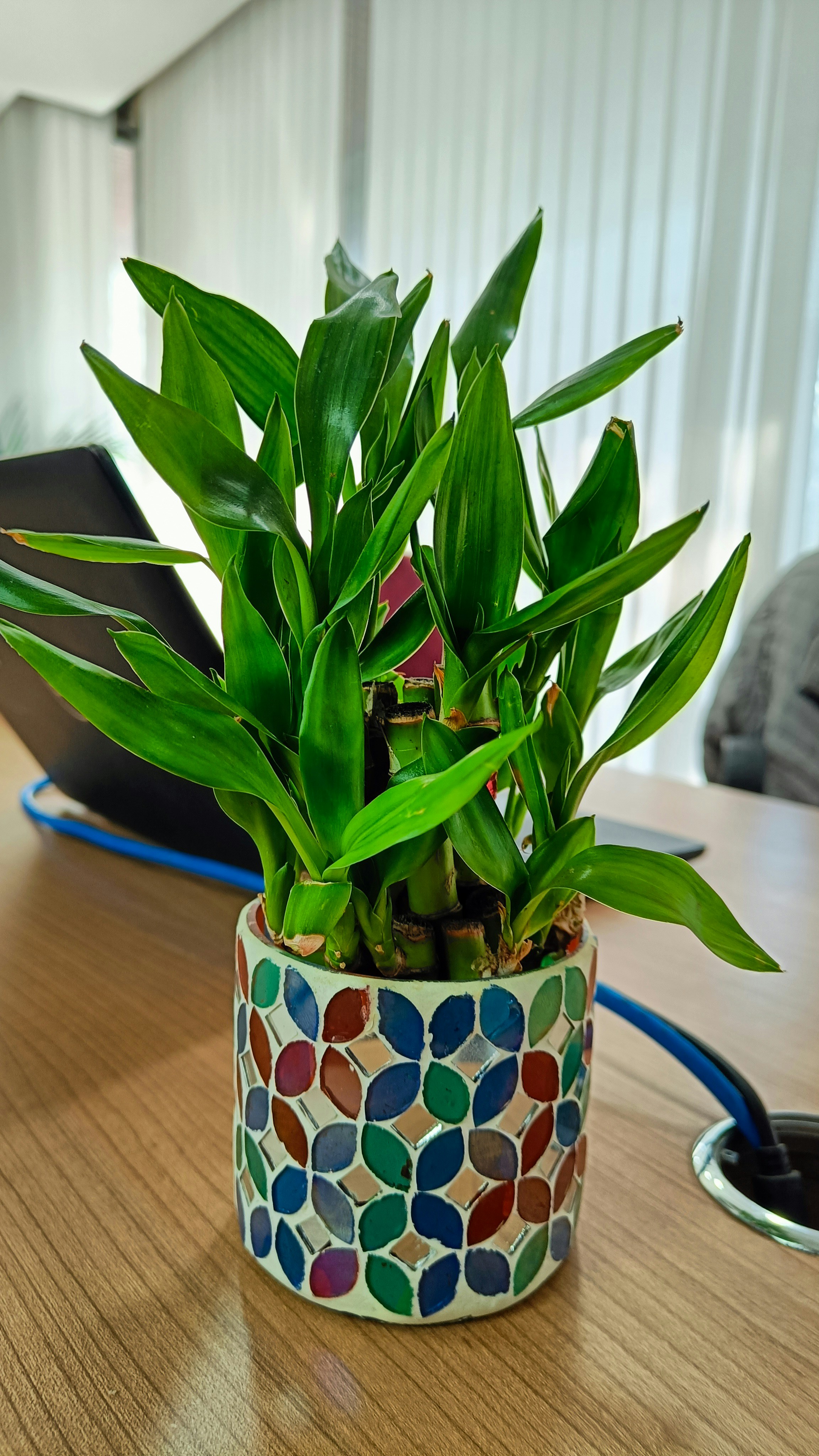 Lucky Bamboo in a Colorful Mosaic Pot Gracing a Sunlit Desk
