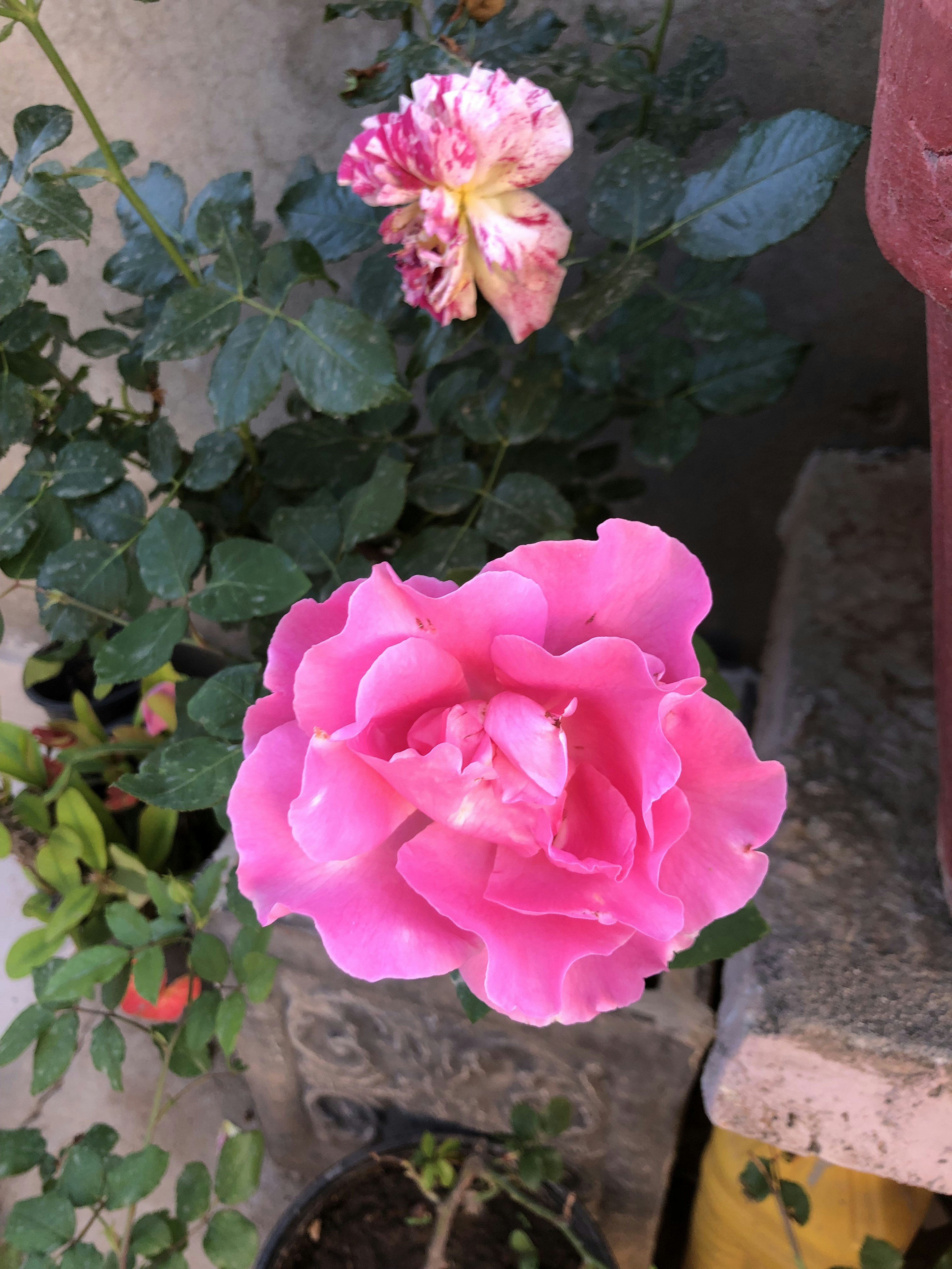 Rosy Bloom at the Threshold: Pink Rose Among Weathered Brick and Greenery