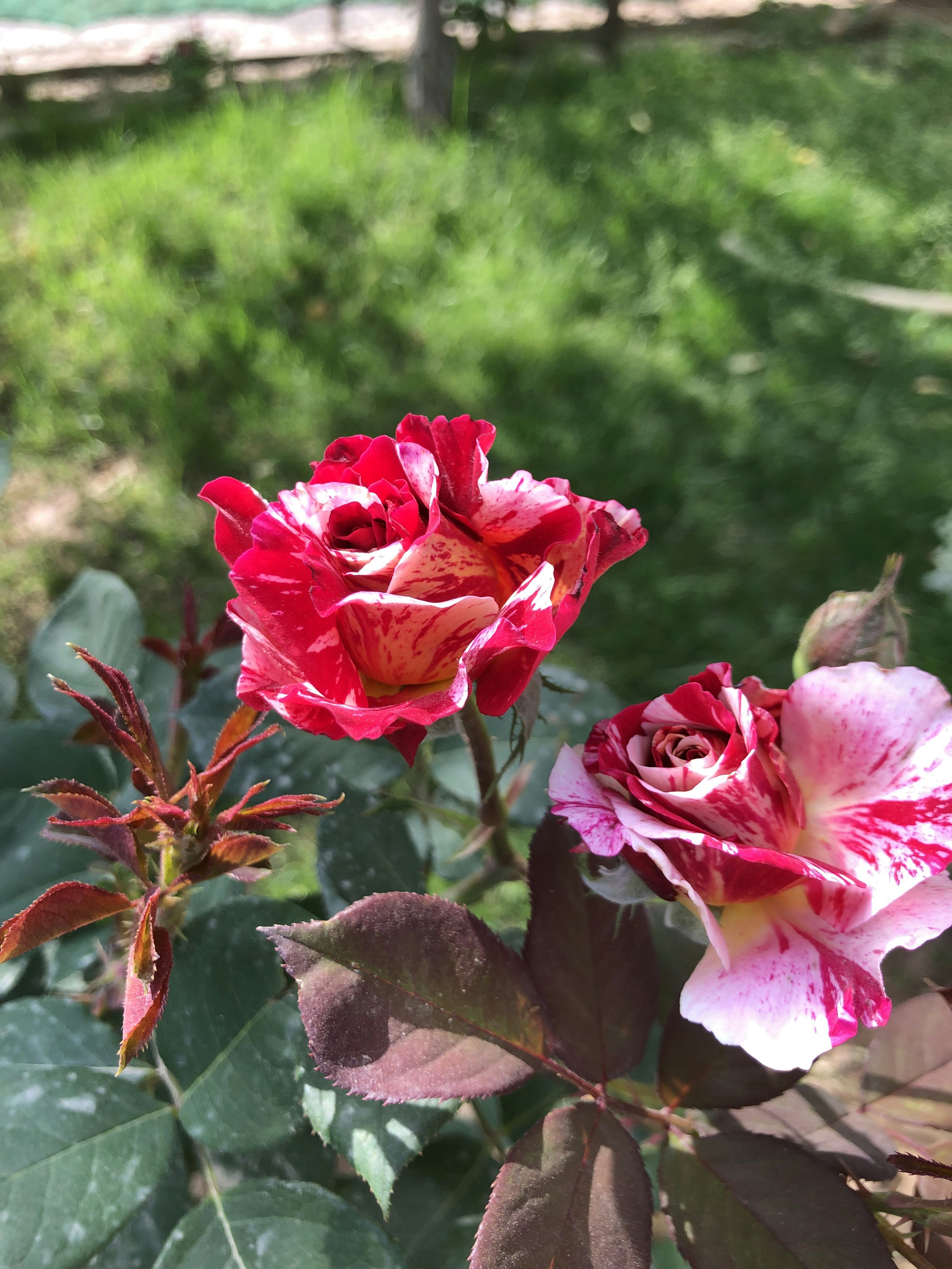 Crimson Petals in a Quiet Garden: A Close-Up of Variegated Roses