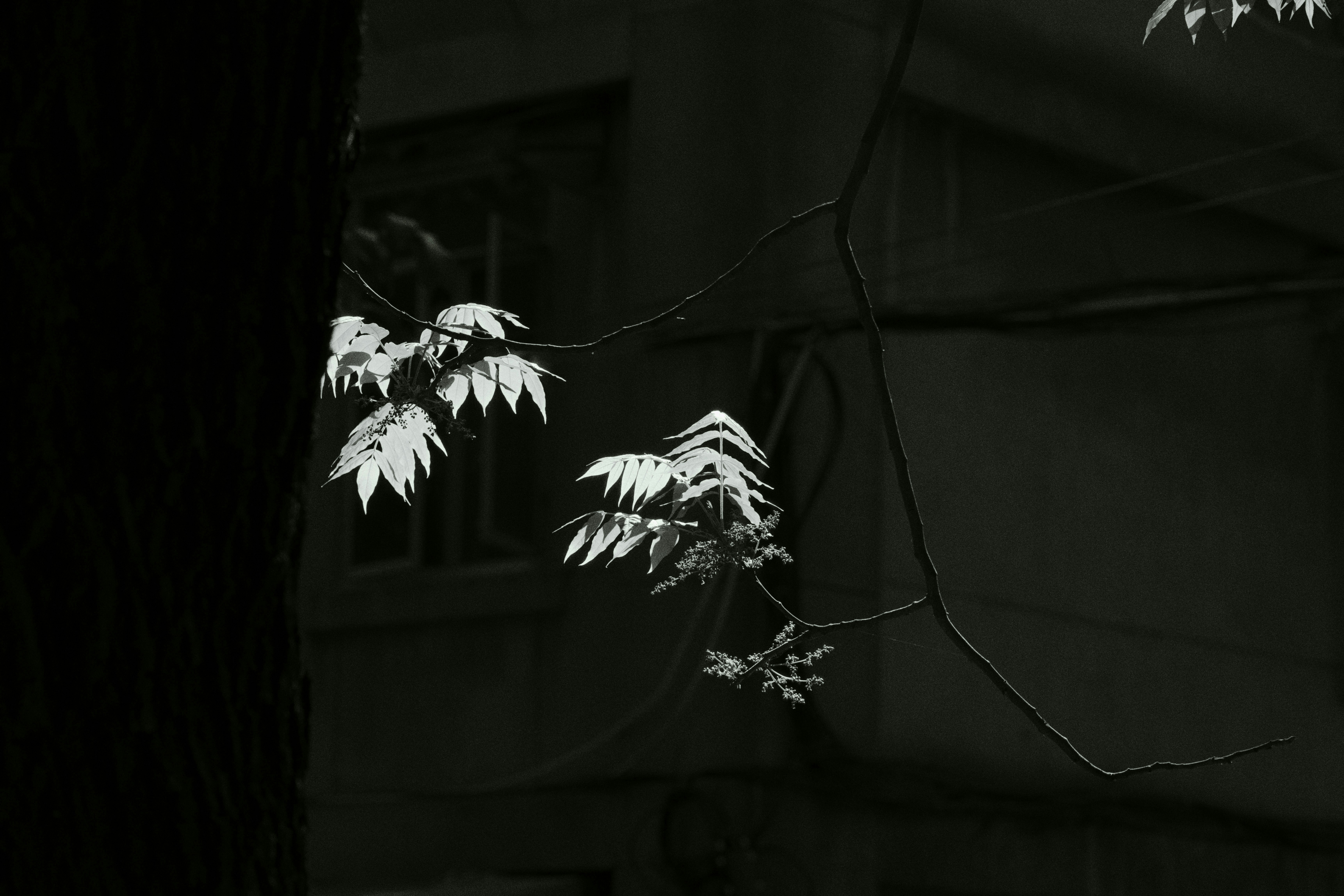 Backlit Leaf Clusters Sculpt a Silent Facade