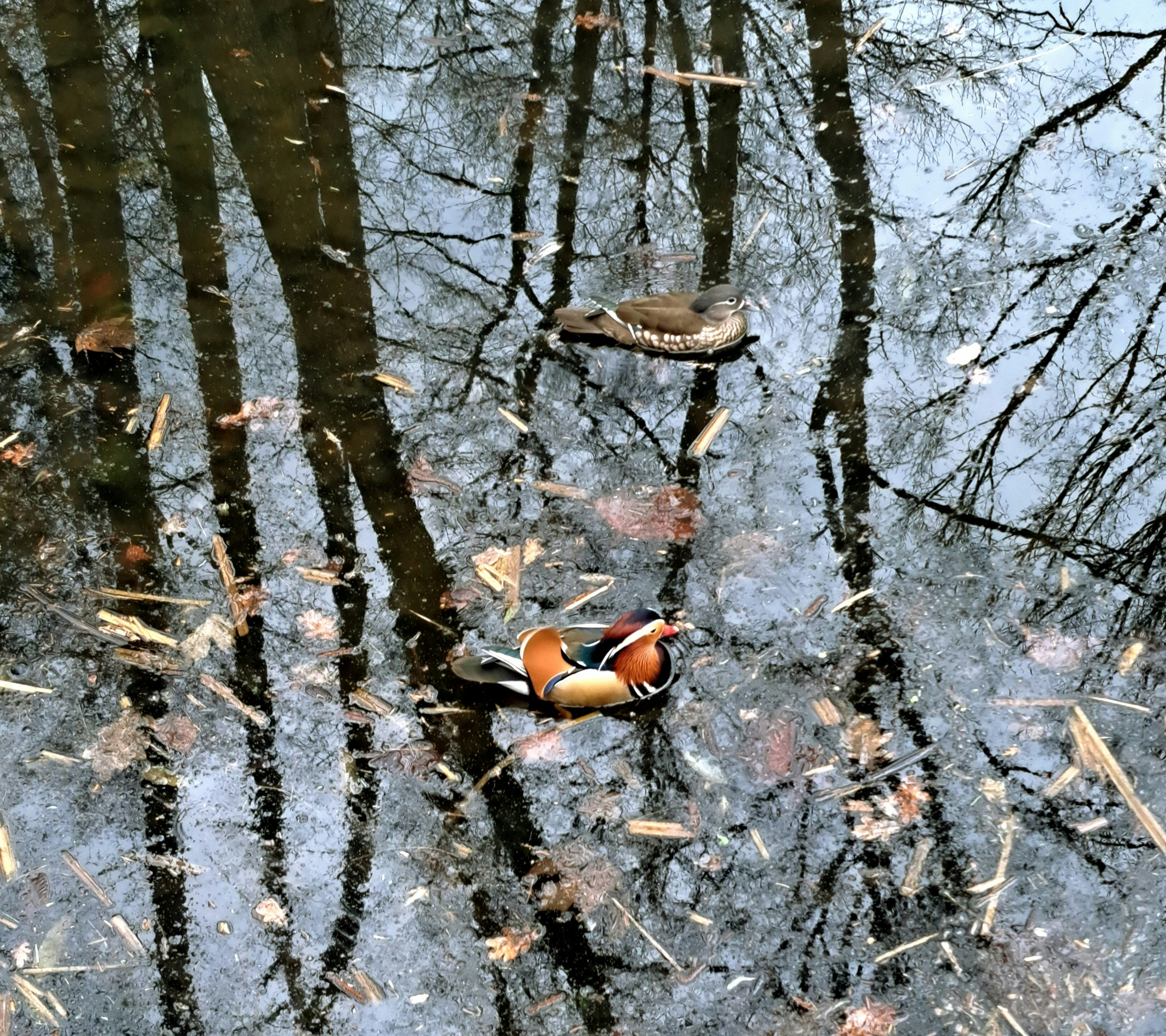 Drift on the Forest Mirror: An Orange Fragment Among Leaf-Fringed Reflections