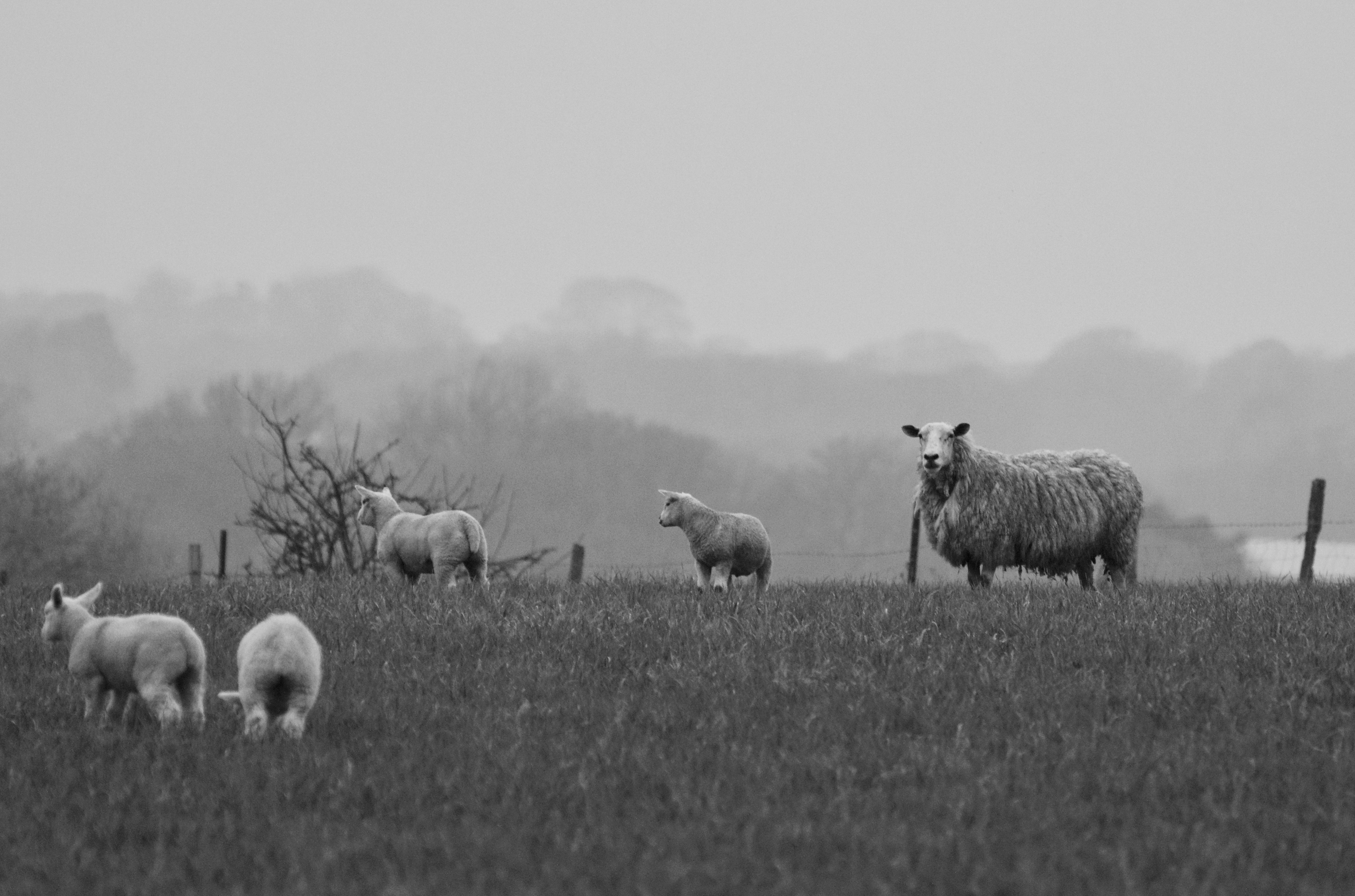 Sheep and lambs in field in black and white on a misty Spring day