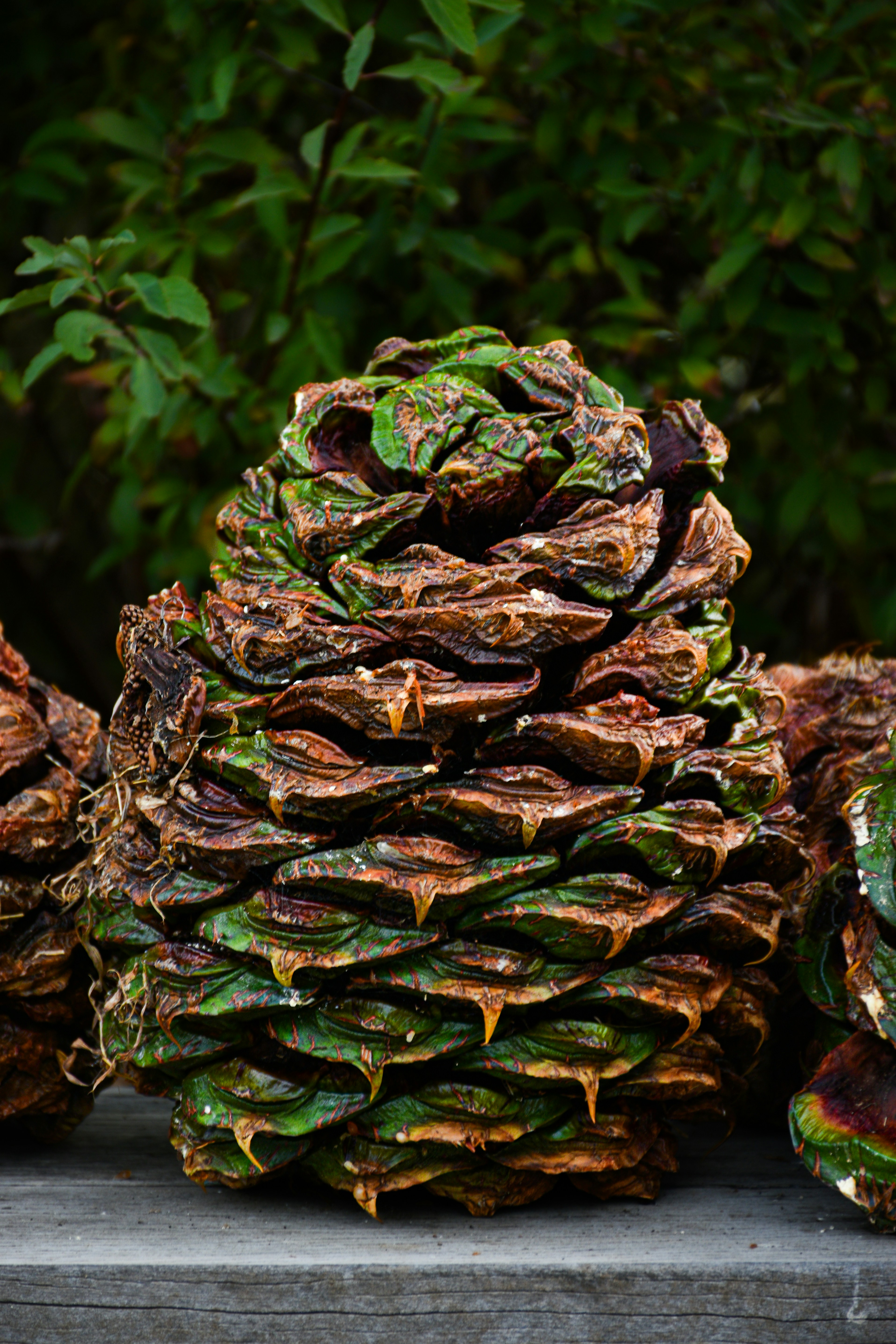 Close Up of a Big Pine Cone