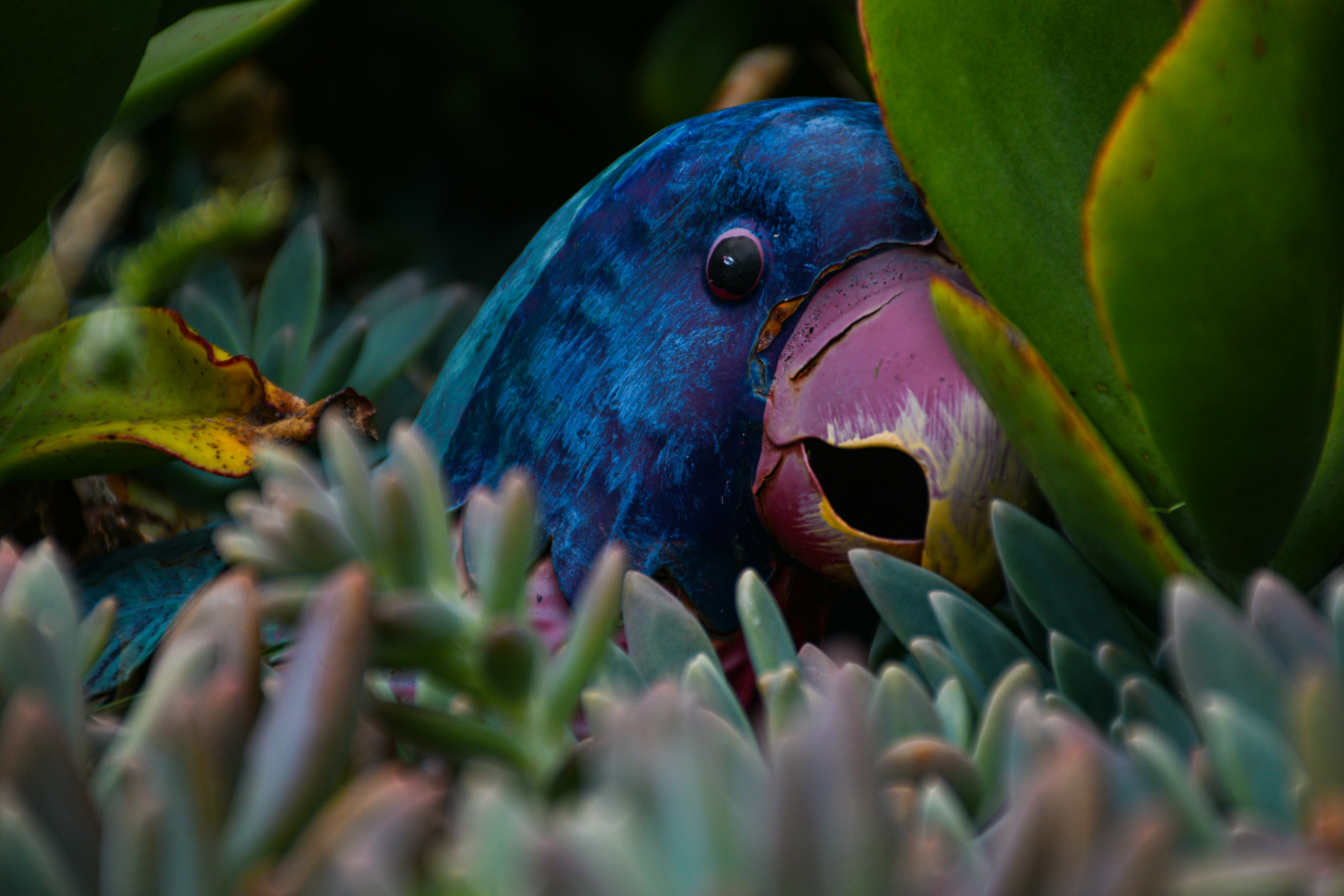 Blue Parrot Peeking Through a Succulent Curtain