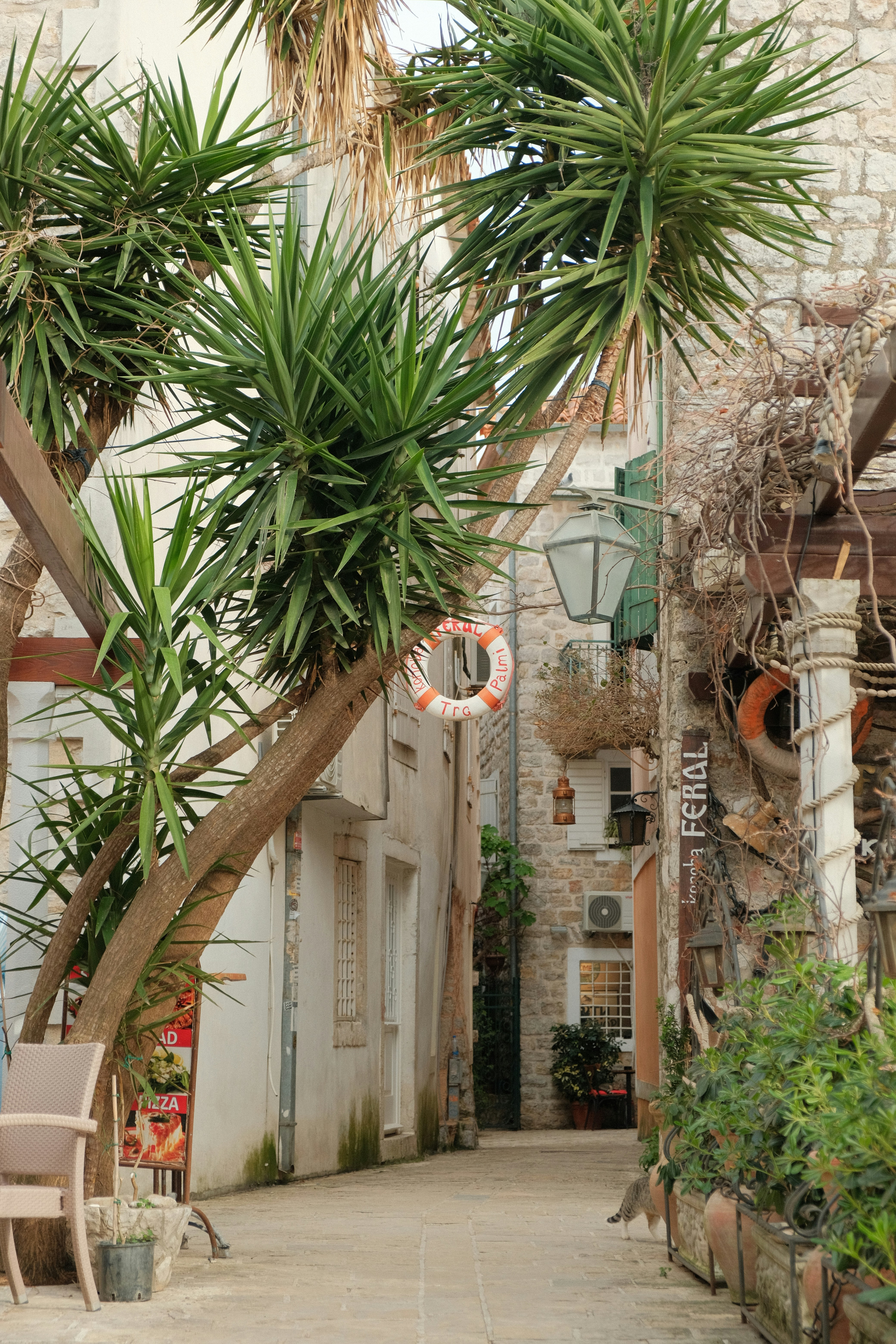 Alley Fronds and Stone: A Sunlit Mediterranean Passage