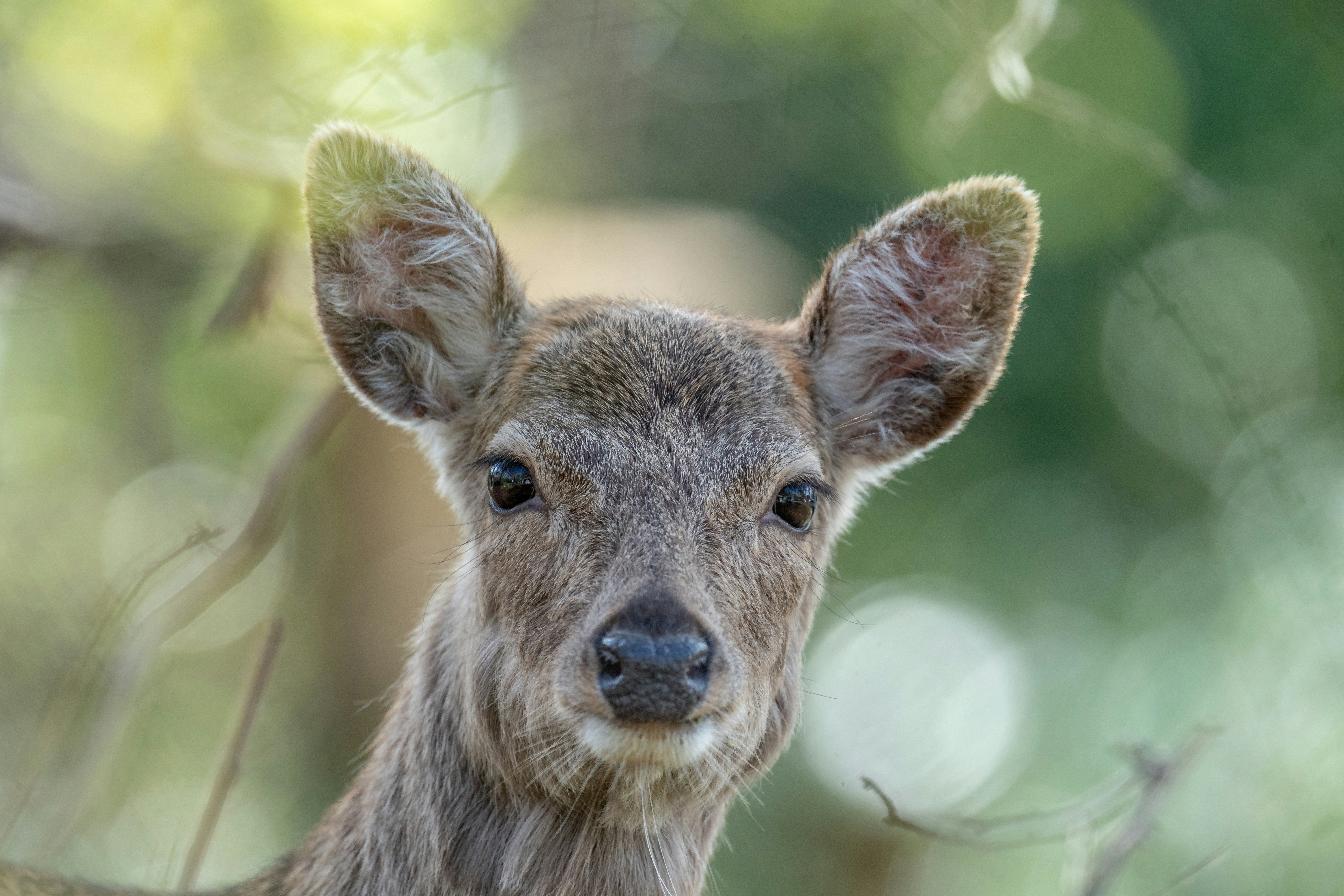 A close up of a deer's face with trees in the background photo – Free ...
