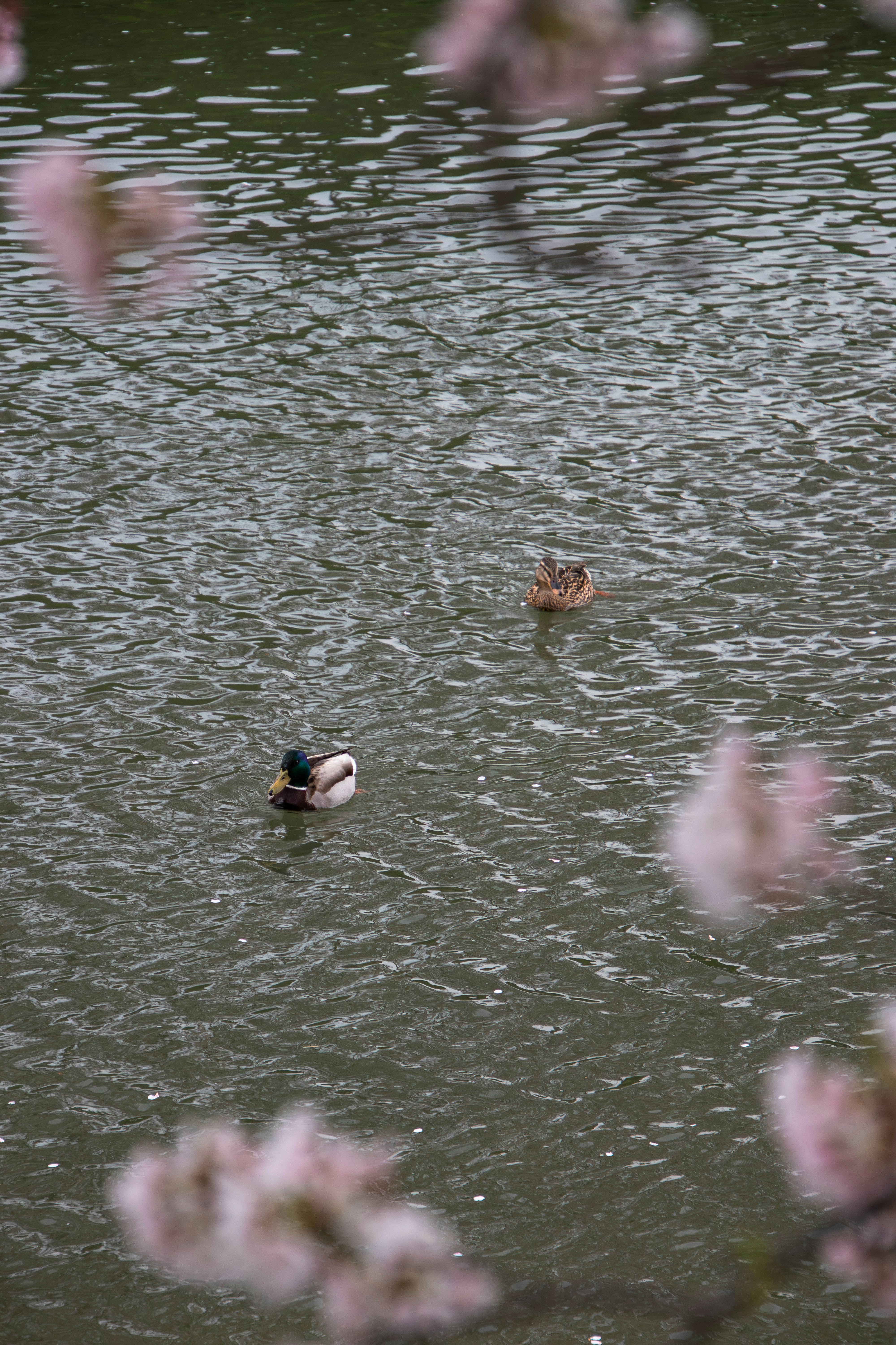 Lakeside Drift: Two Mallards among Pink Blooms