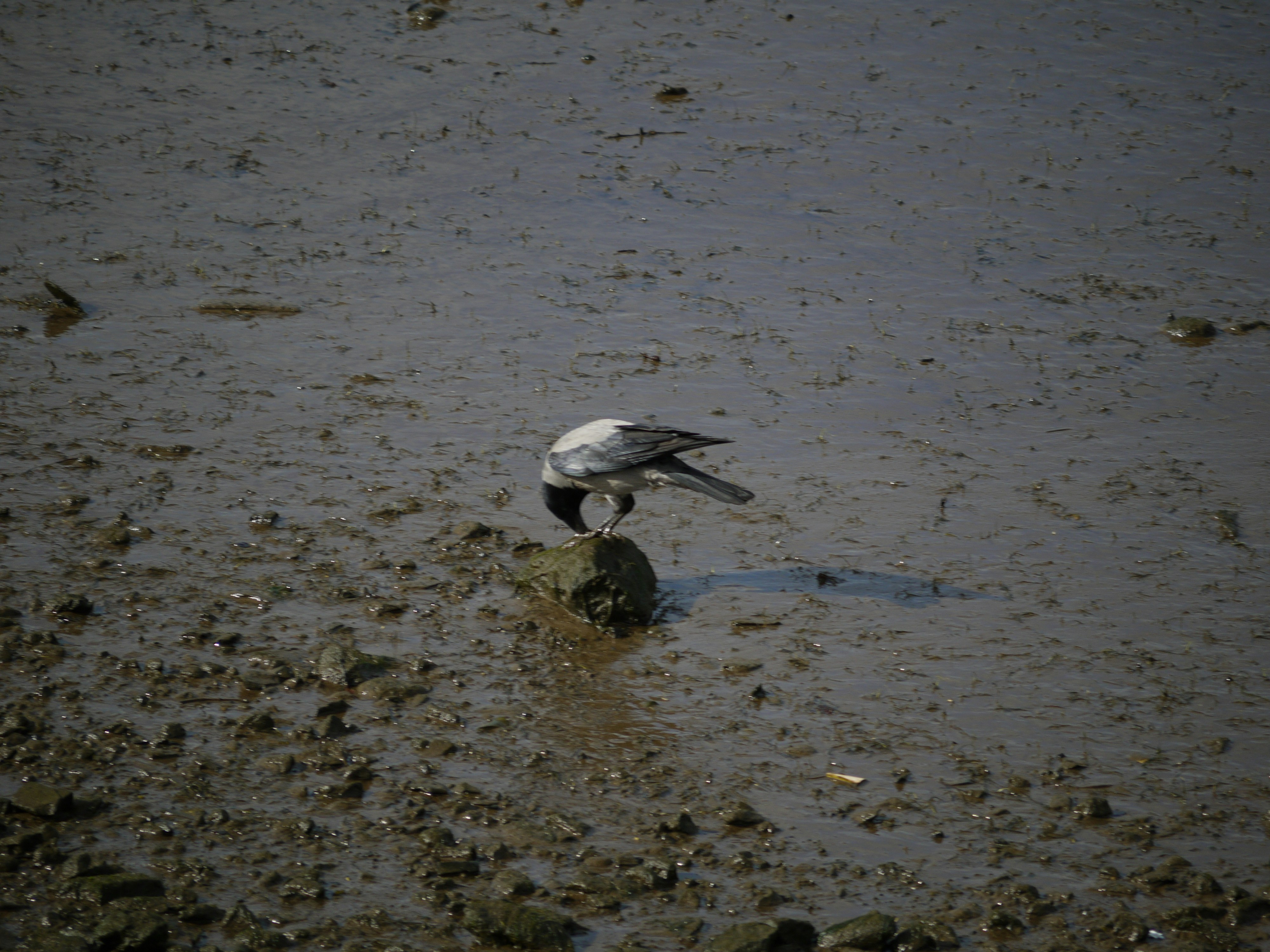 Mudflat Sentinel: A Grey Tern Perched on a Weathered Rock