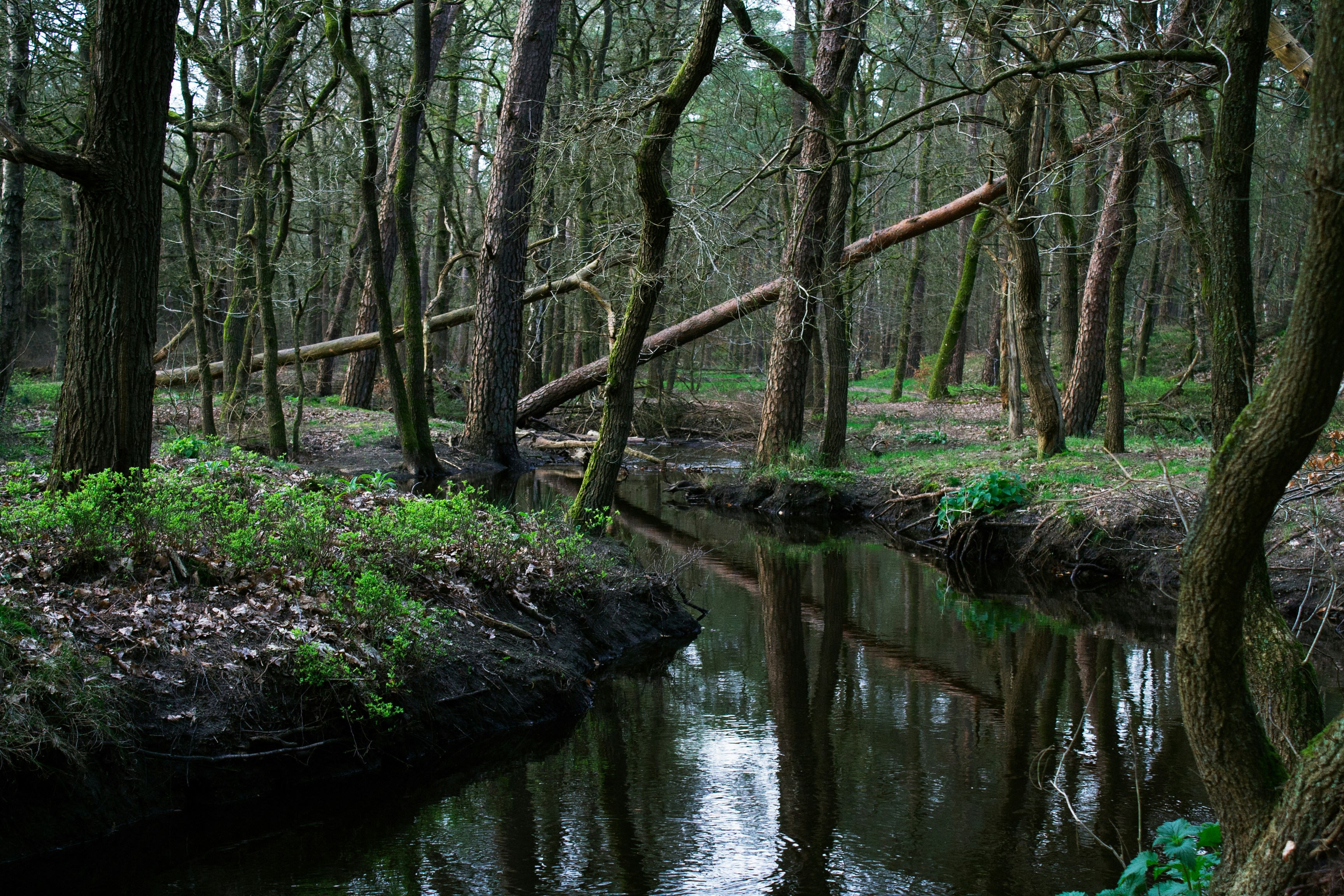 A stream running through a forest filled with trees photo – Free ...