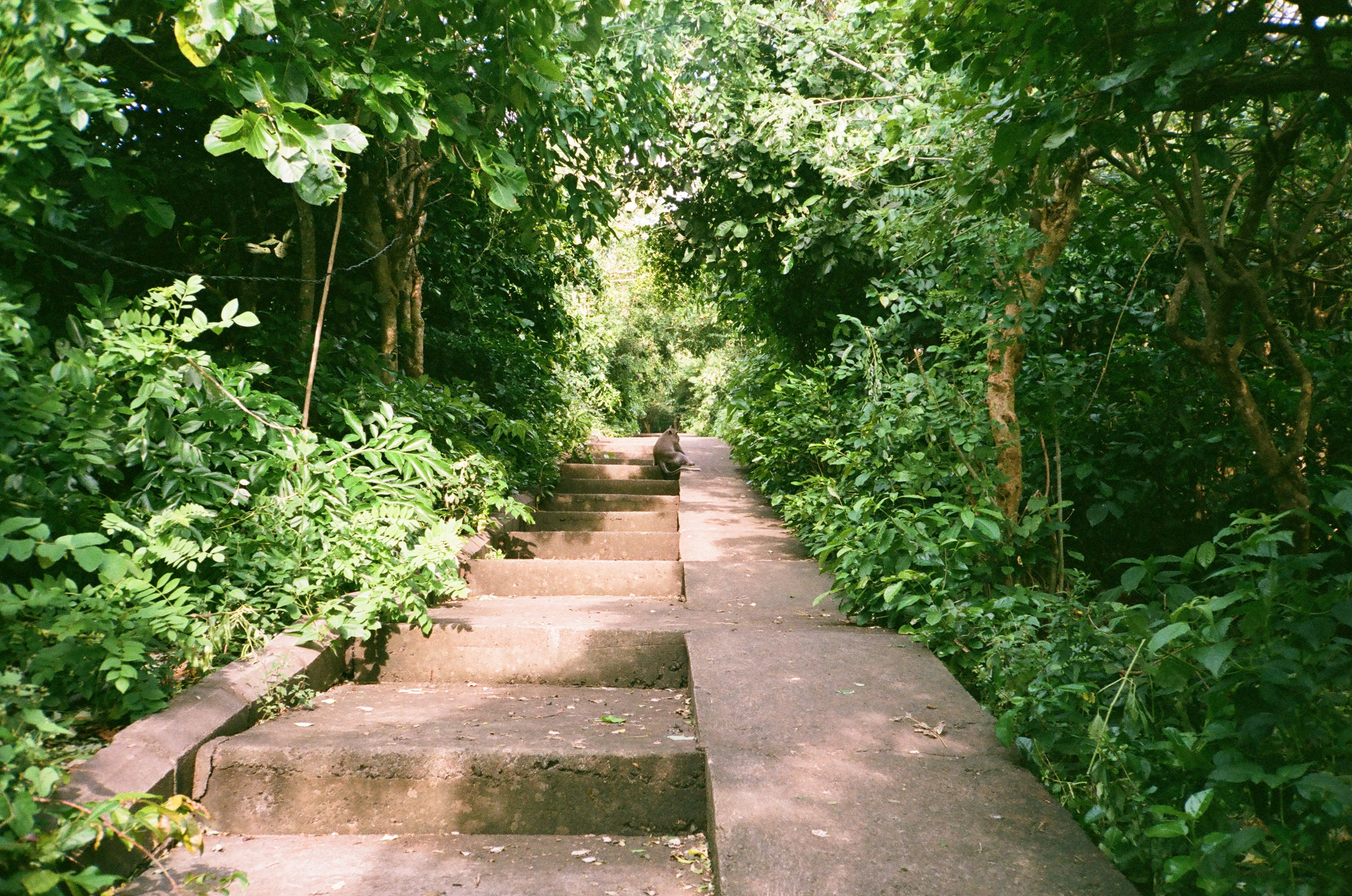 Sun-Dappled Garden Steps: A Cat Pauses Along the Mossy Path